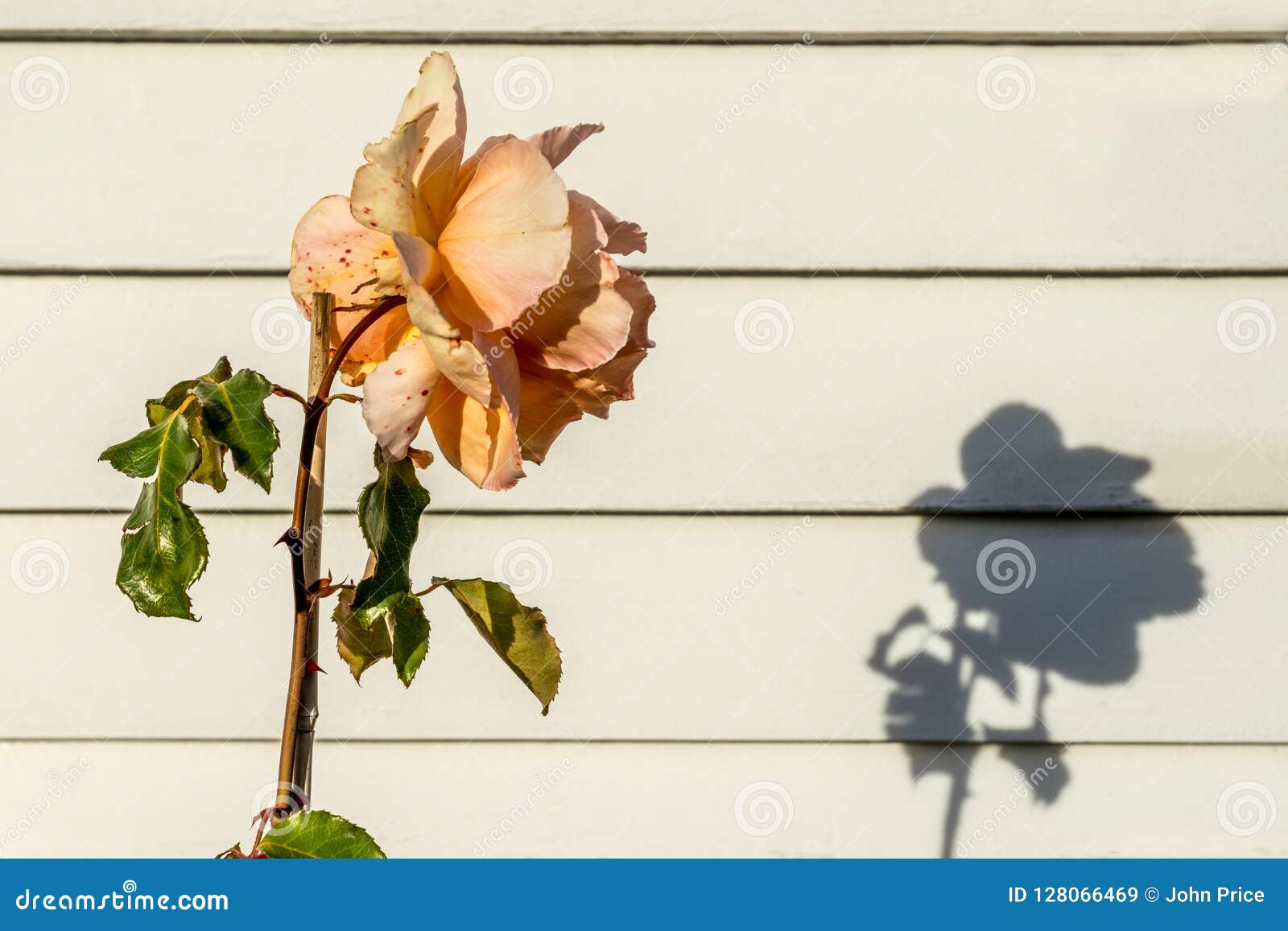 Peach Colored Rose with Shadow Stock Image - Image of roses, background ...
