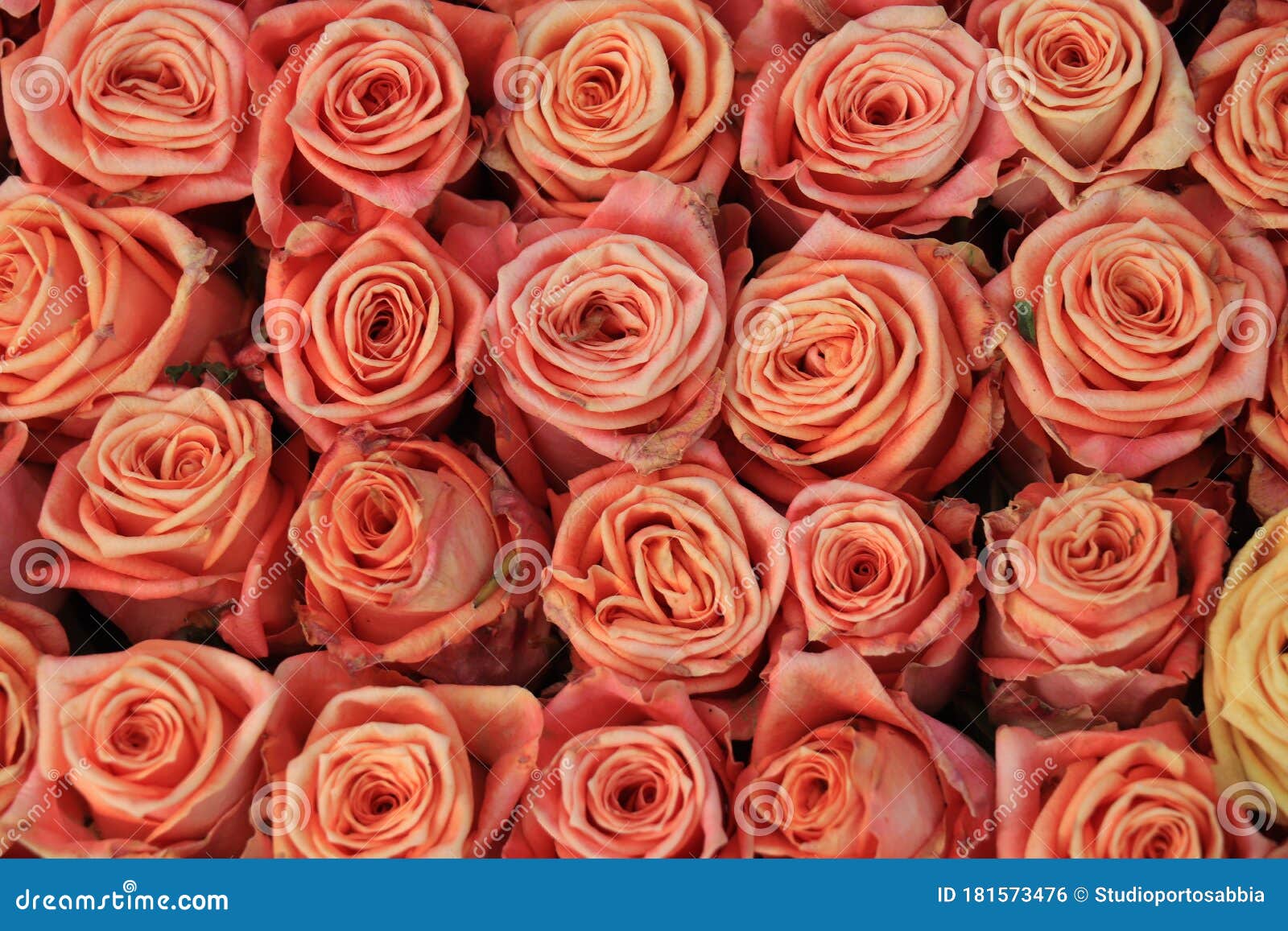 Peach colored roses stock photo. Image of rose, pastel - 181573476