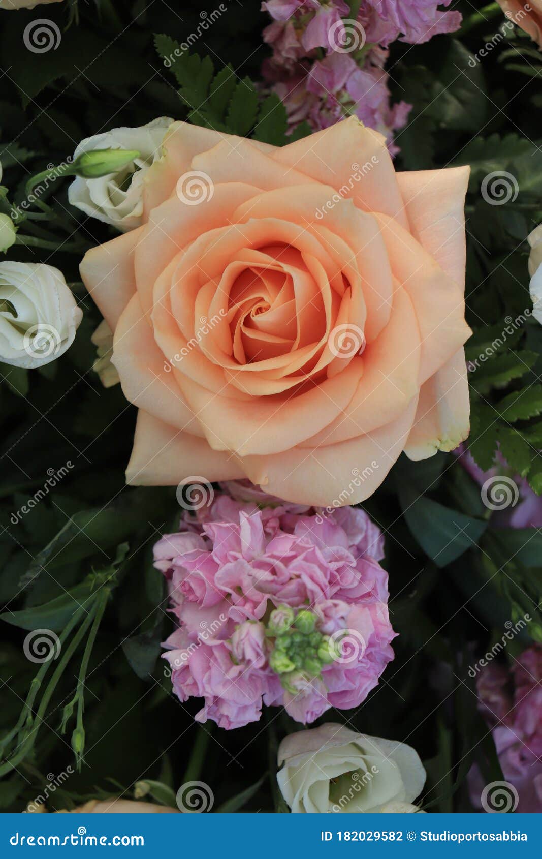 Peach colored roses stock photo. Image of flora, petal - 182029582