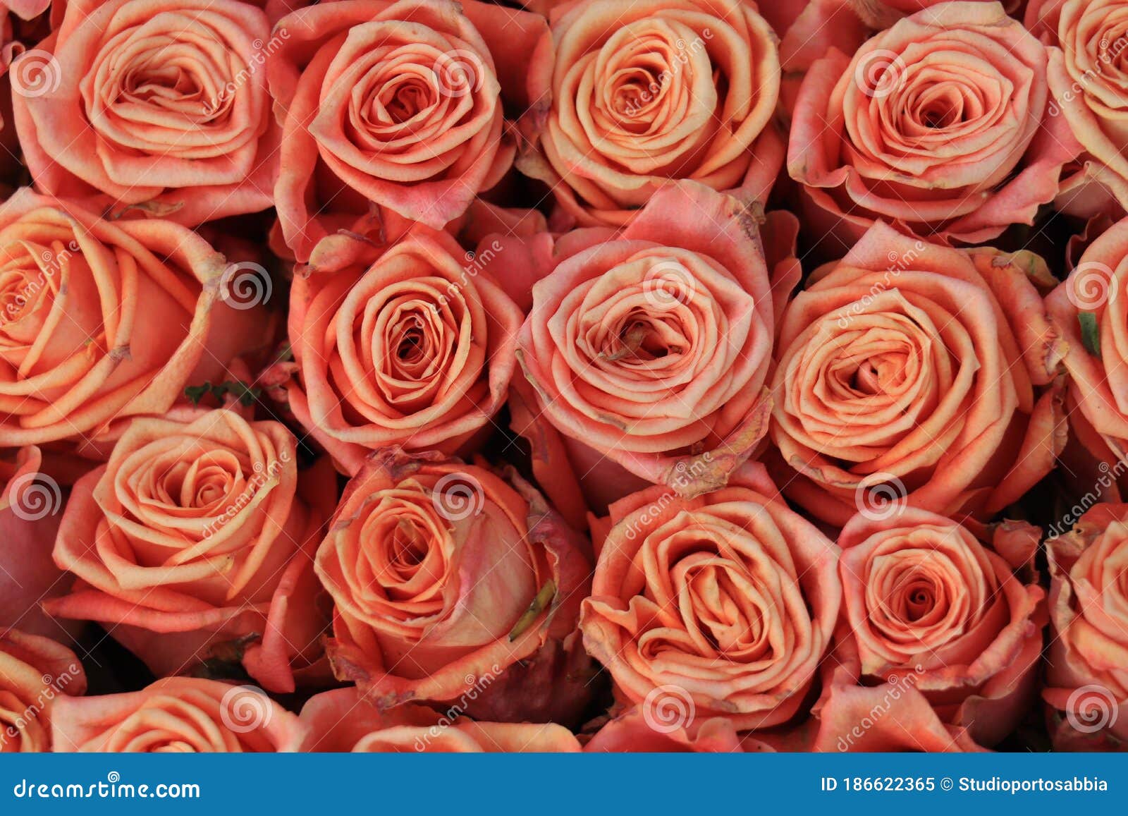 Peach colored roses stock image. Image of petals, nature - 186622365