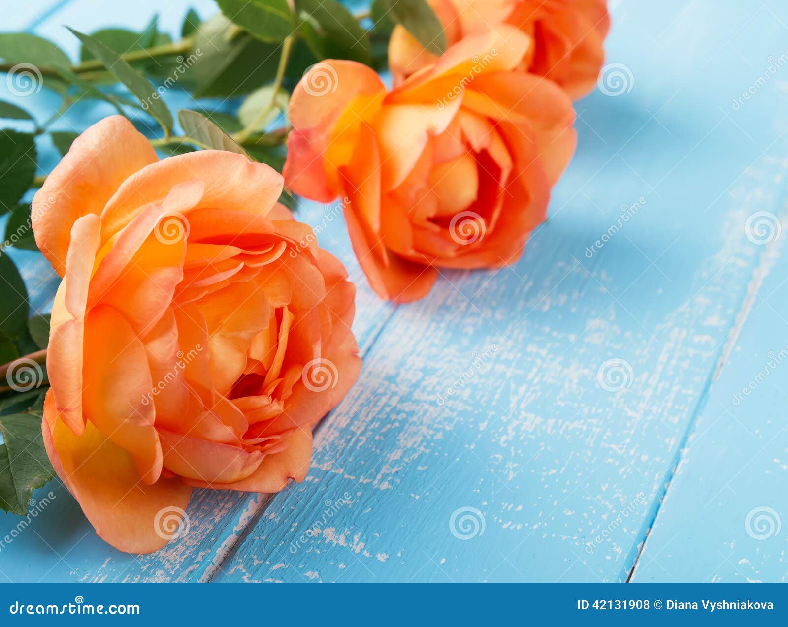 Peach Colored Roses on the Table Stock Photo - Image of nature, green ...