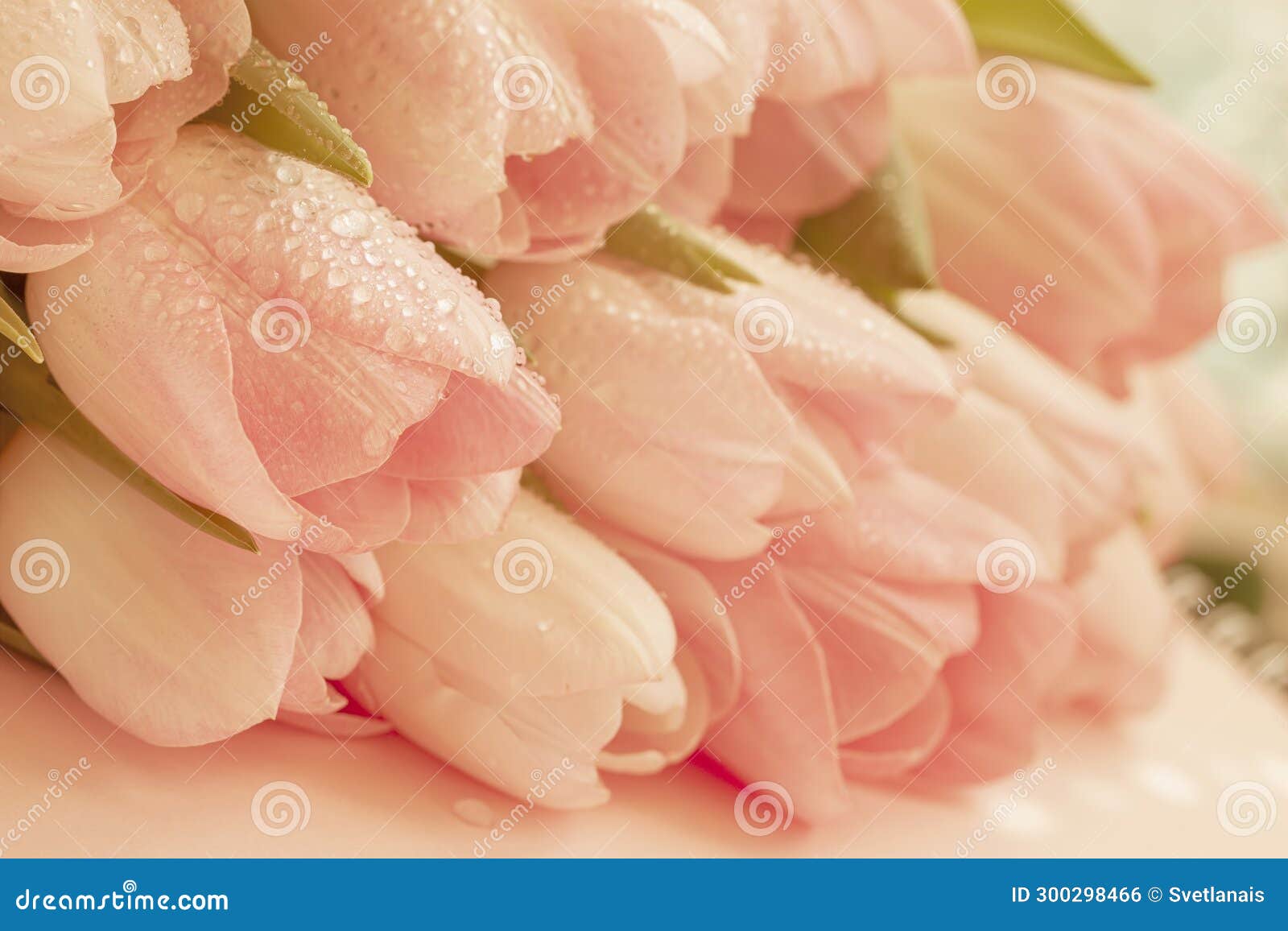 Peach Colored Tulips, Natural Spring Background Stock Photo - Image of ...