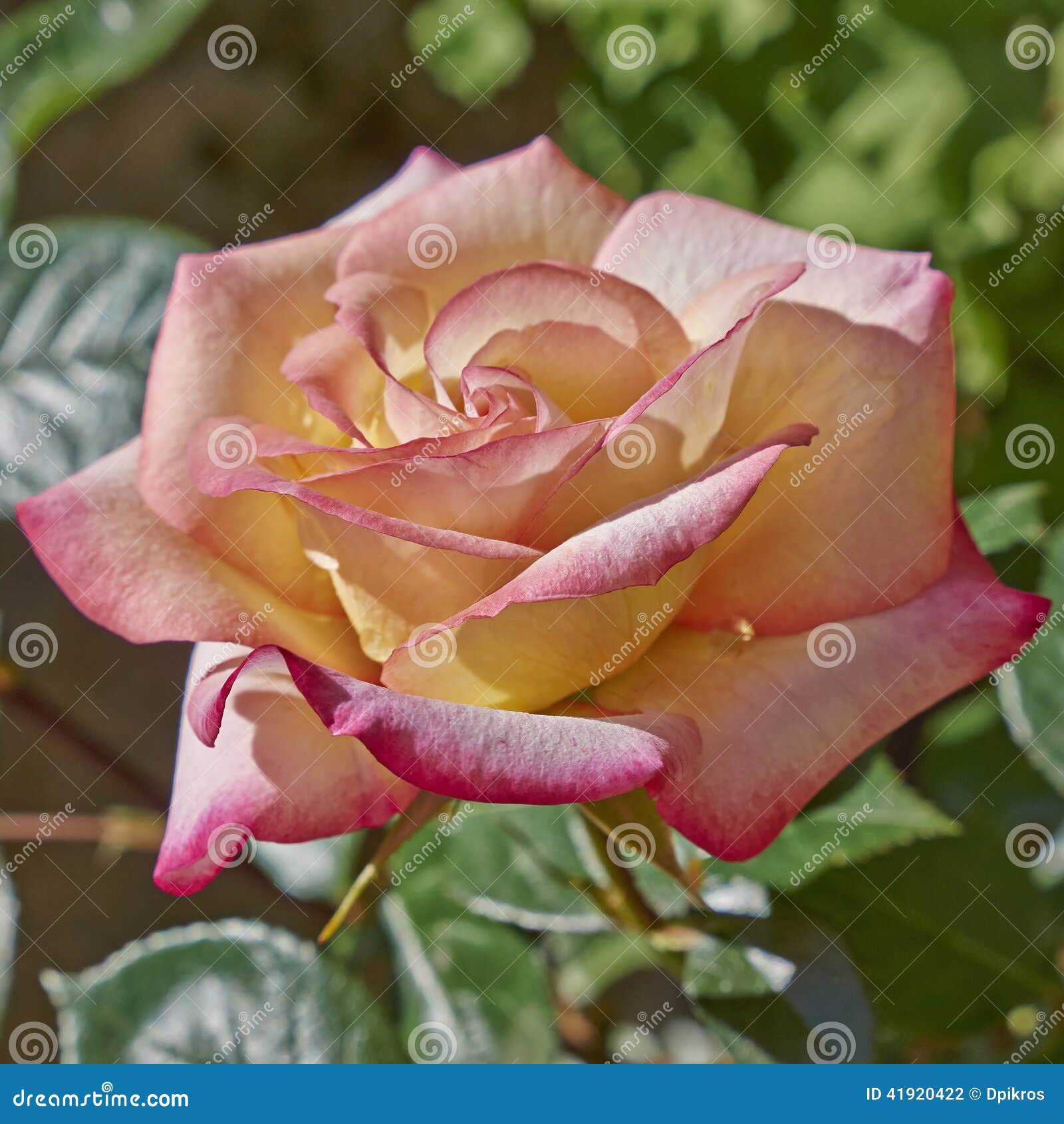 Peach colored wet rose stock photo. Image of flora, bloom - 41920422