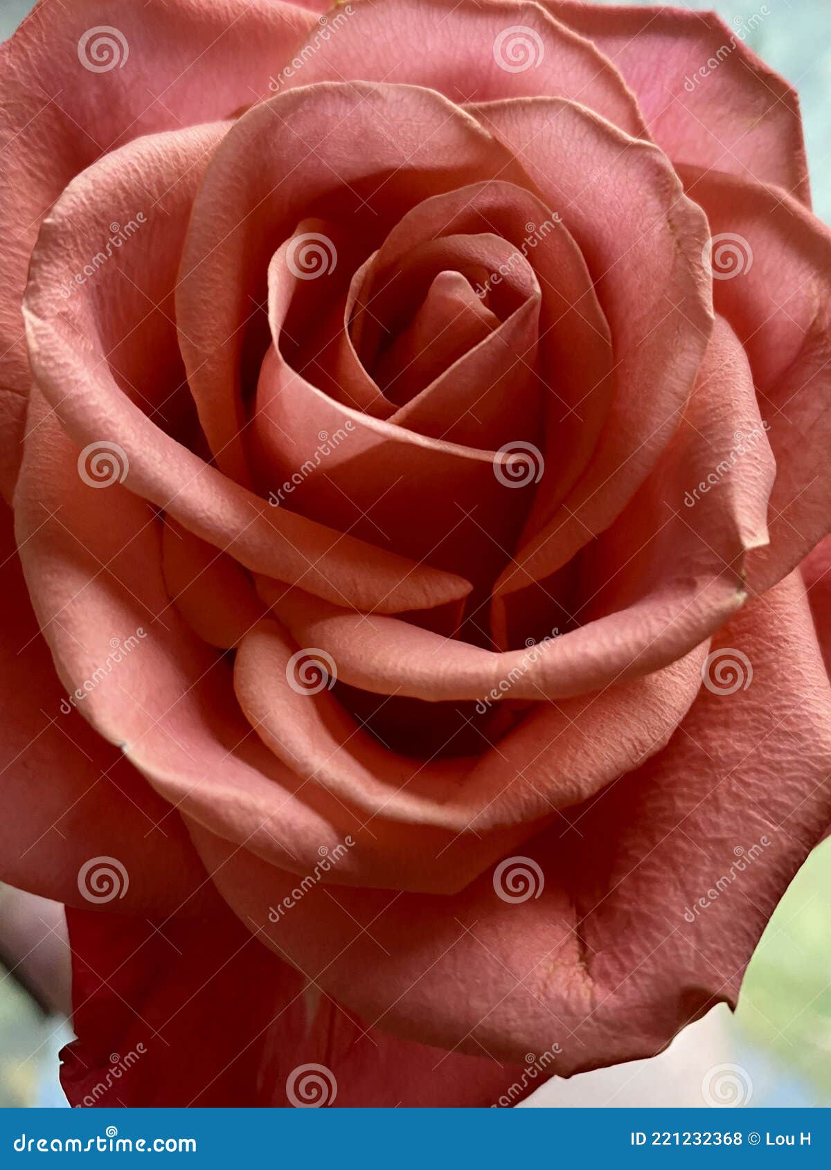 Peach coloured rose stock photo. Image of rose, bloom - 221232368