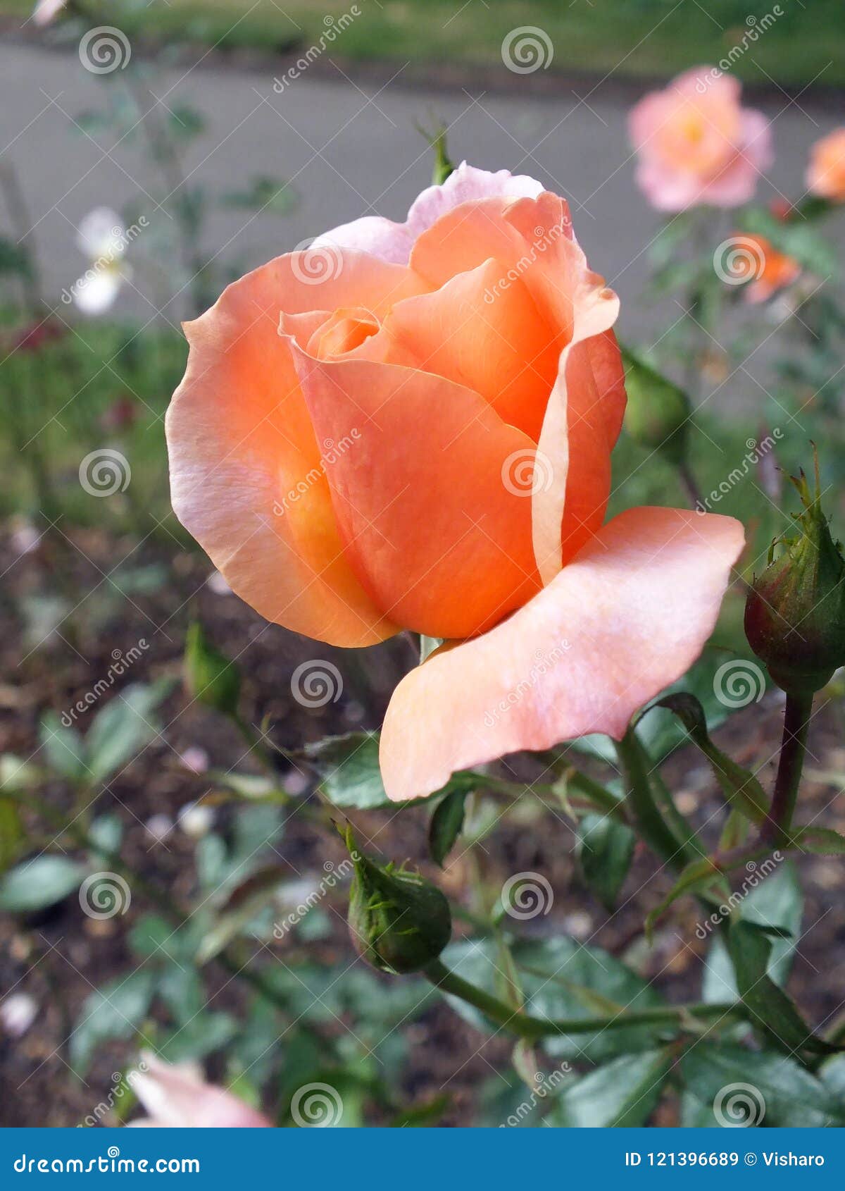 Peach Coloured Rose stock image. Image of rosebuds, flower - 121396689