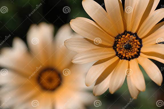 Peach daisy flower stock photo. Image of bloom, colors - 507802
