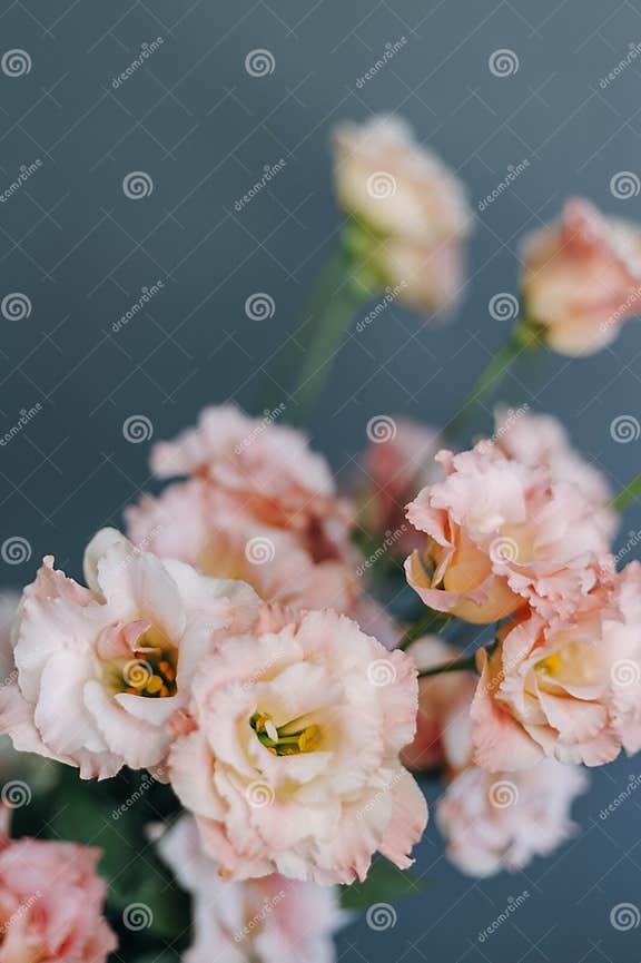 Peach eustoma stock photo. Image of pink, heart, leucadendron - 326593102