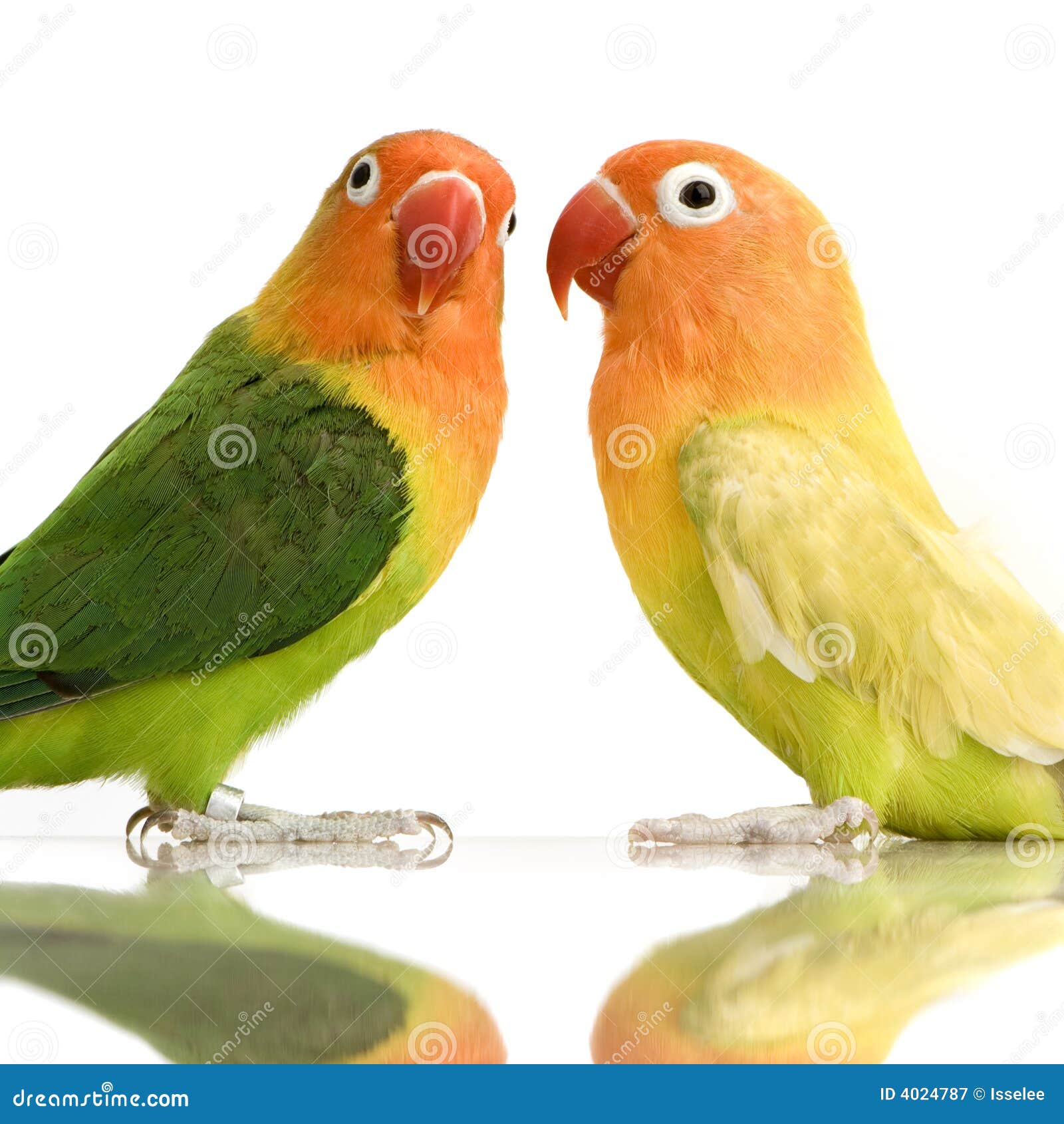 Peach-faced Lovebird Rosy-faced Agapornis Roseicollis Very Cute Birds ...