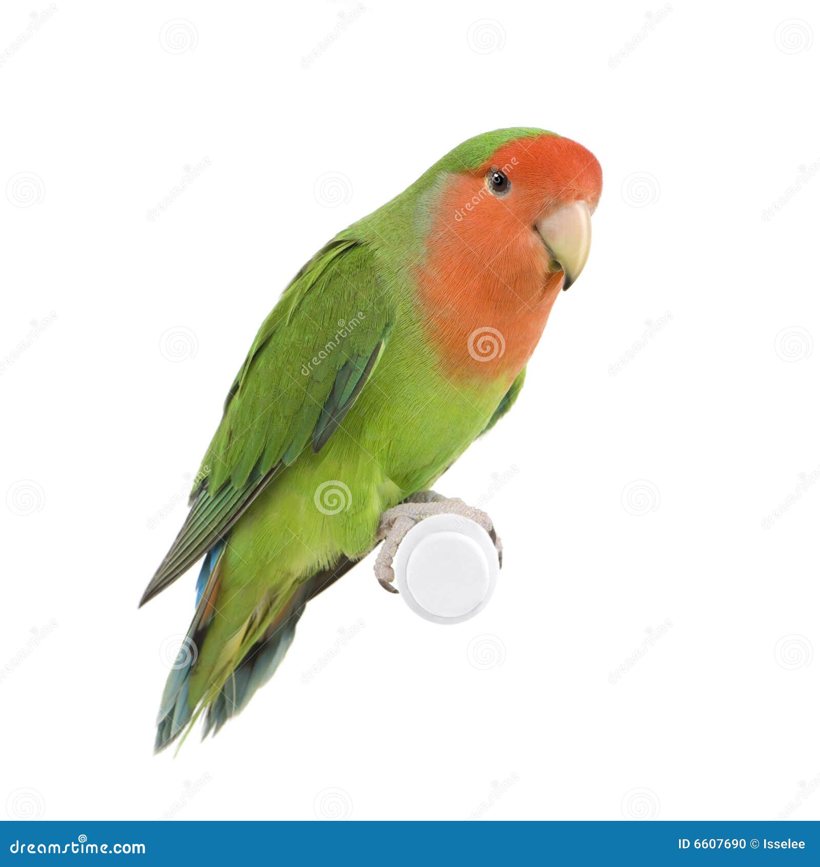 Peach-faced Lovebird stock photo. Image of lilianae, pets - 6607690