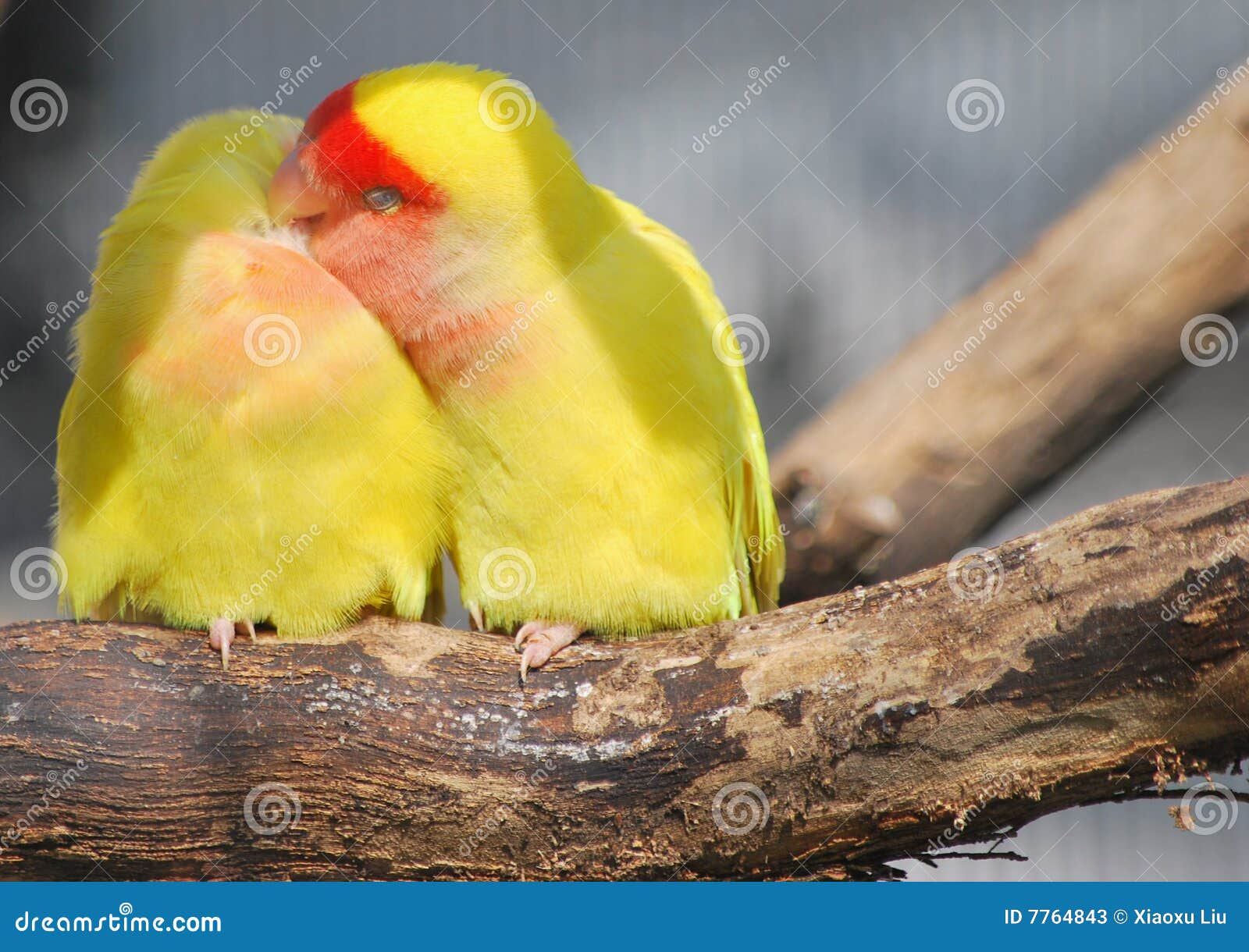 Peach-faced lovebird stock image. Image of avian, bird - 7764843