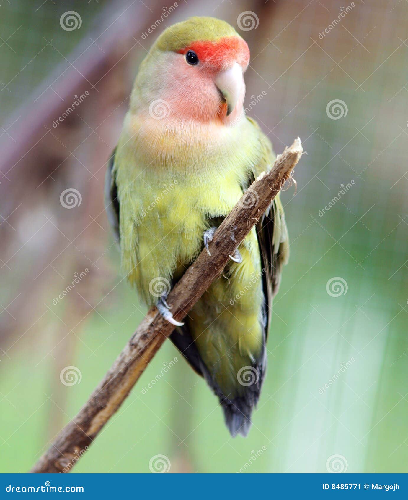 Peach-faced Lovebird Rosy-faced Agapornis Roseicollis Very Cute Birds ...