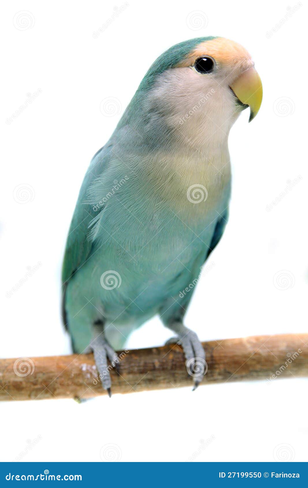 White Faced Blue Lovebird