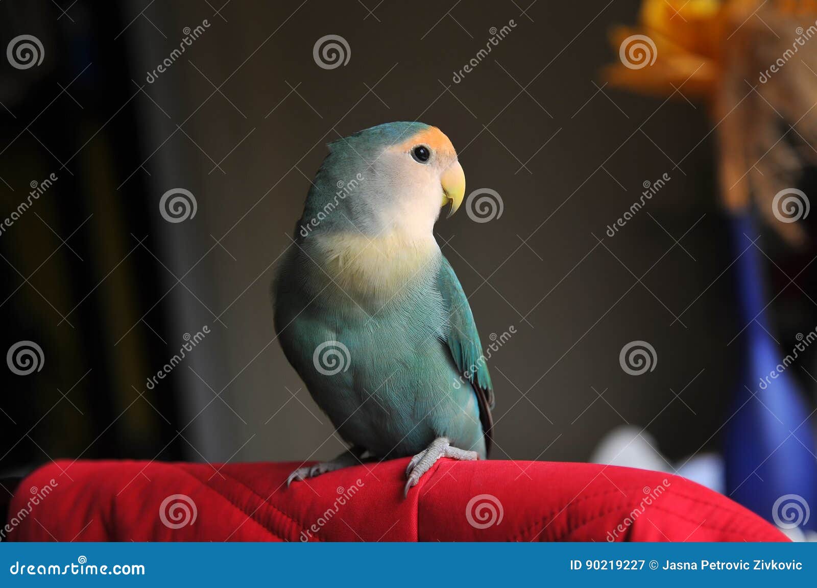 Peach faced lovebird stock image. Image of peach, aviary - 90219227