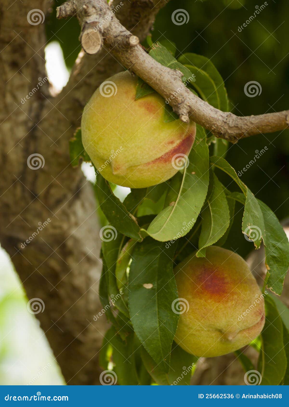 Peach Farm stock photo. Image of grand, mountain, farm - 25662536