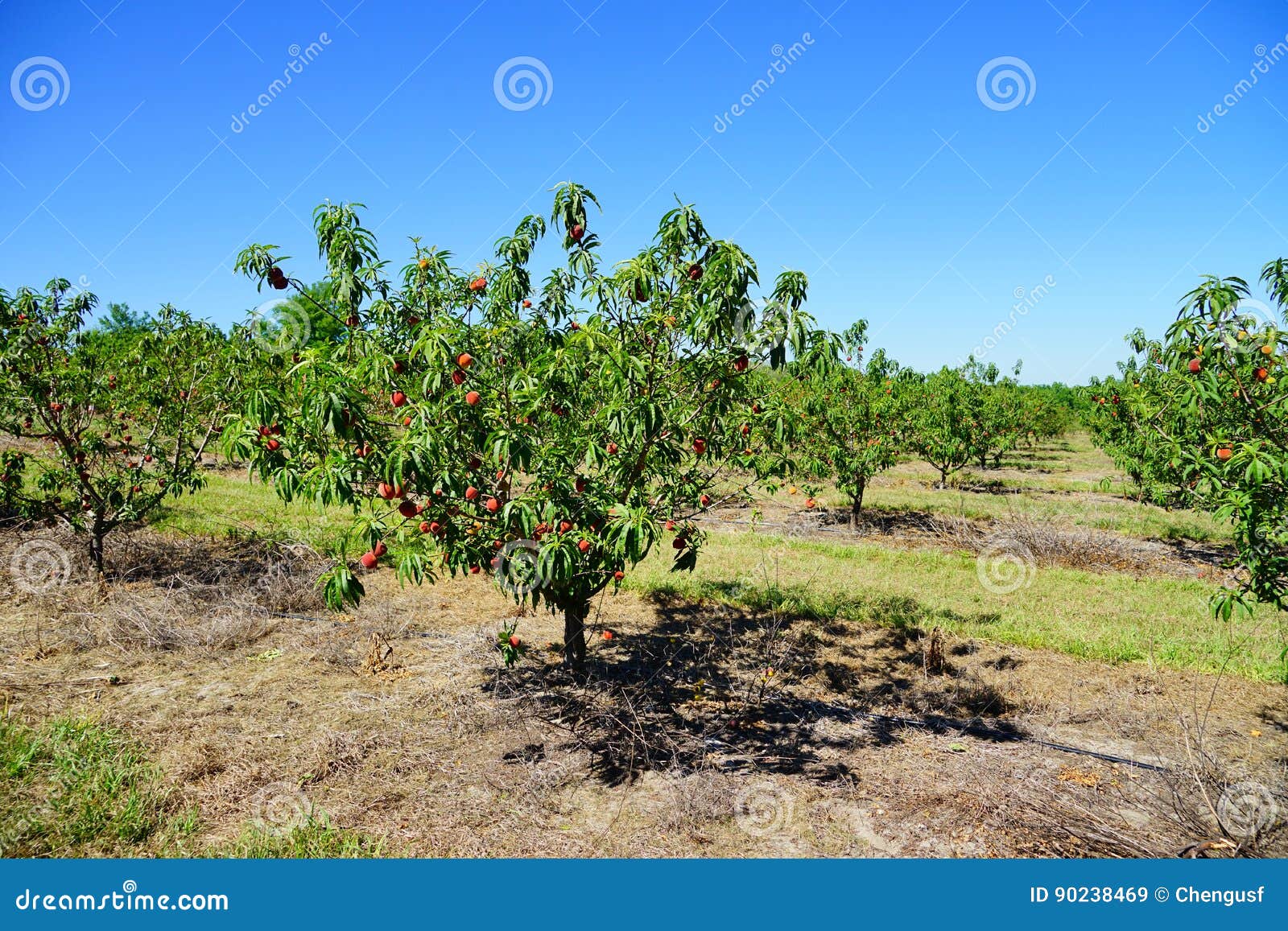 Peach farm stock image. Image of nurture, blue, modern - 90238469