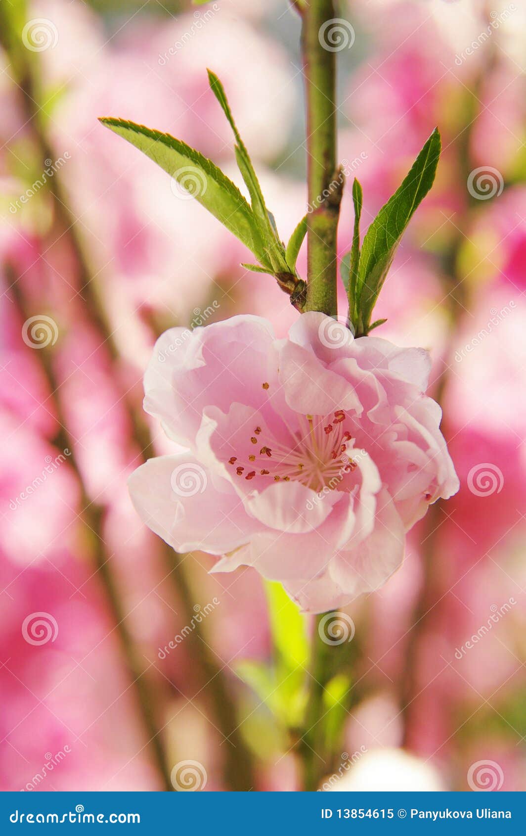 Peach flower stock image. Image of blooming, petal, spring - 13854615