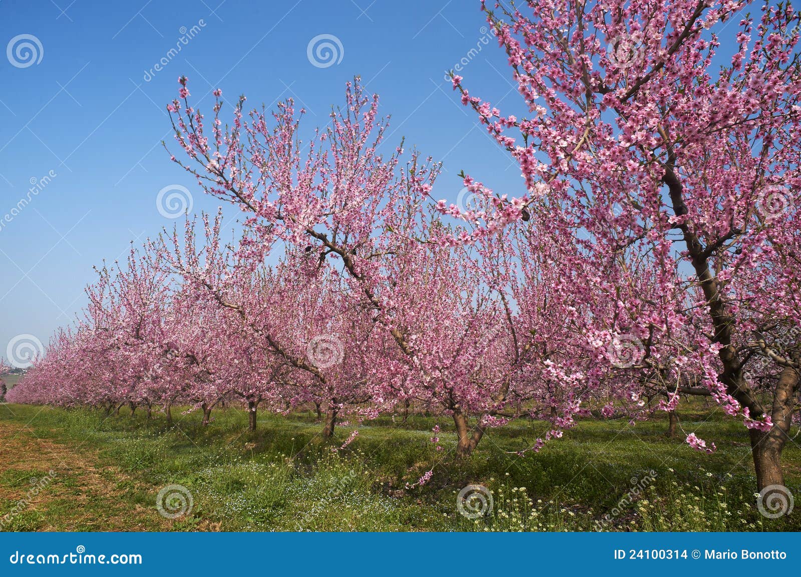 Peach flower stock photo. Image of rose, flower, peach - 24100314