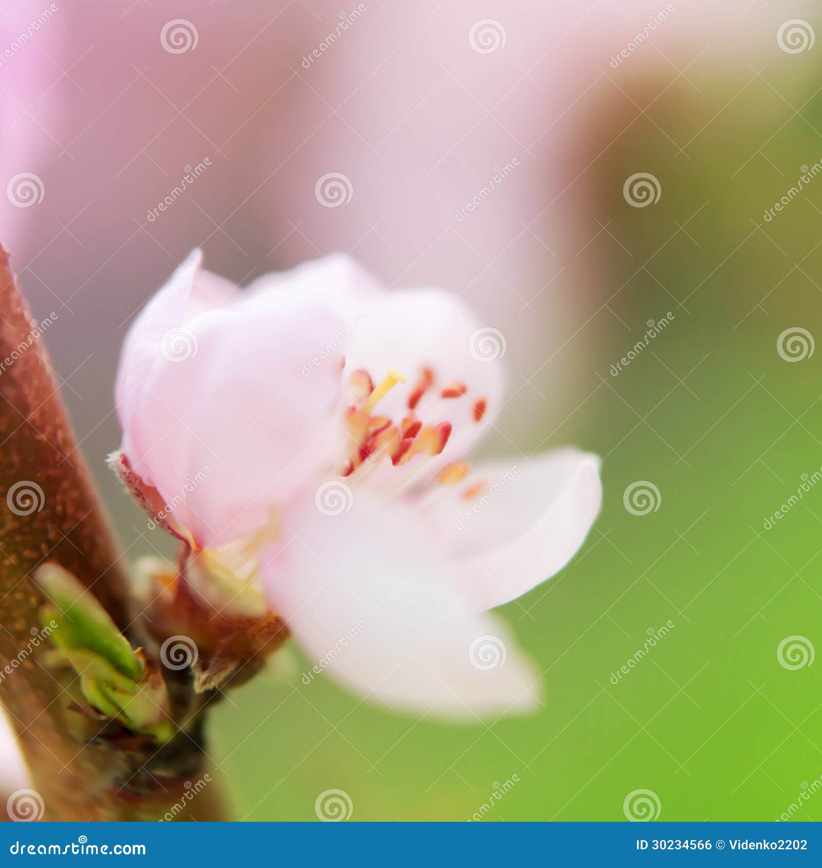 Peach in bloom stock photo. Image of nature, aroma, peach - 30234566