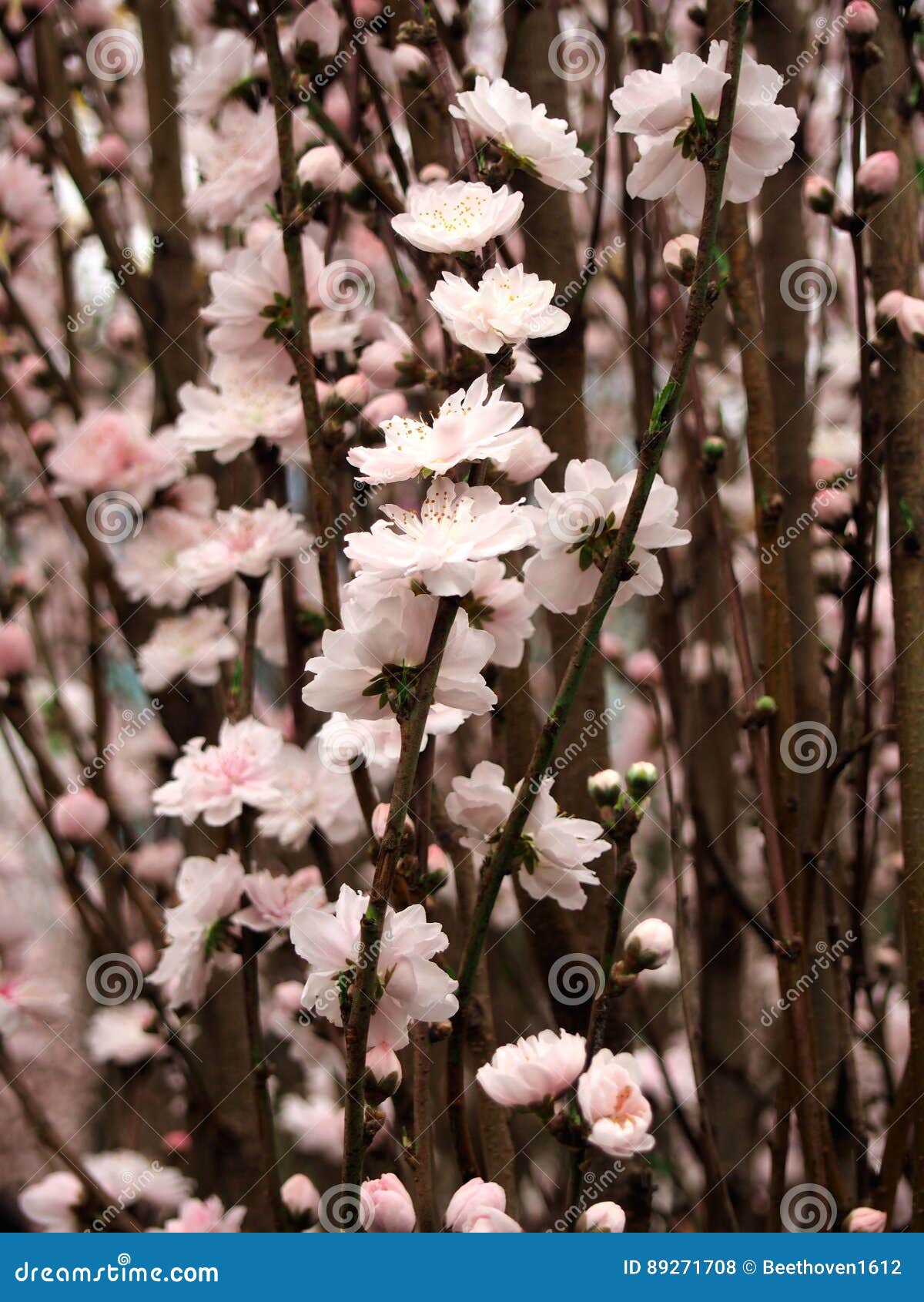 Peach Flower Blossom stock photo. Image of beauty, fragility - 89271708