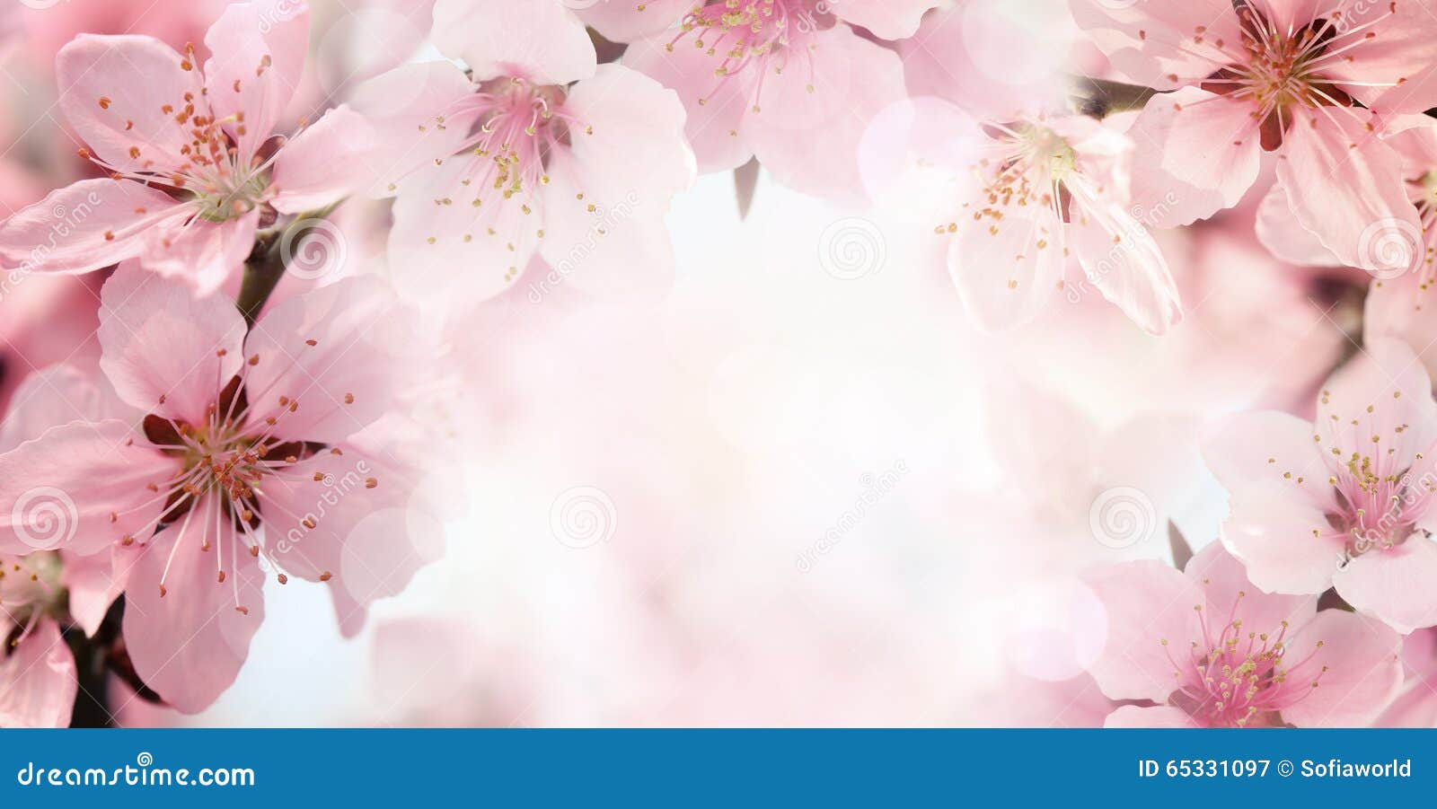 Peach flower blossom stock image. Image of blooming, fresh - 65331097