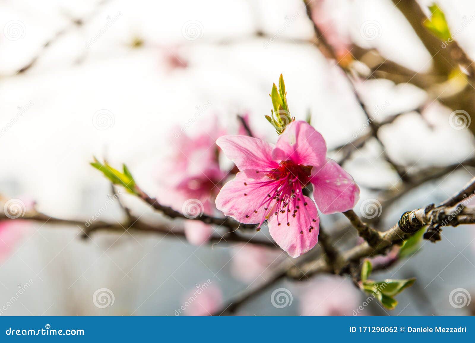 Peach flower on a branch stock photo. Image of pistil - 171296062