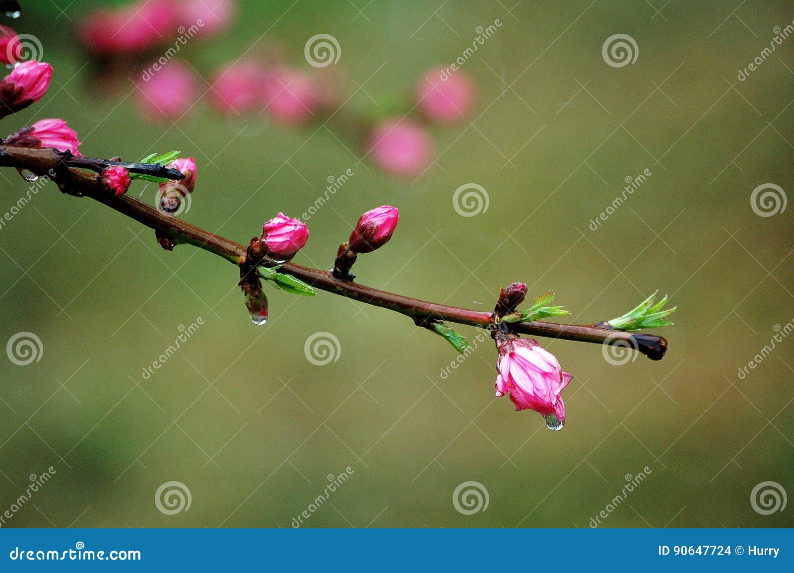 Peach Flower Buds after Rain Stock Photo - Image of drop, blossom: 90647724