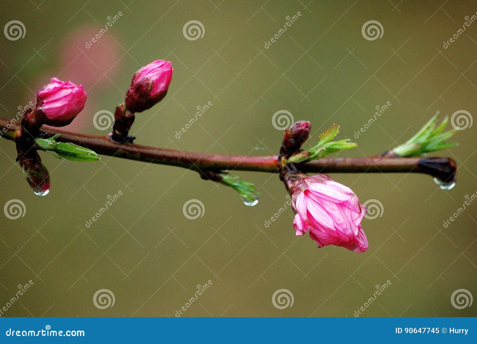 Peach Flower With Canopy Stock Photo | CartoonDealer.com #254520300