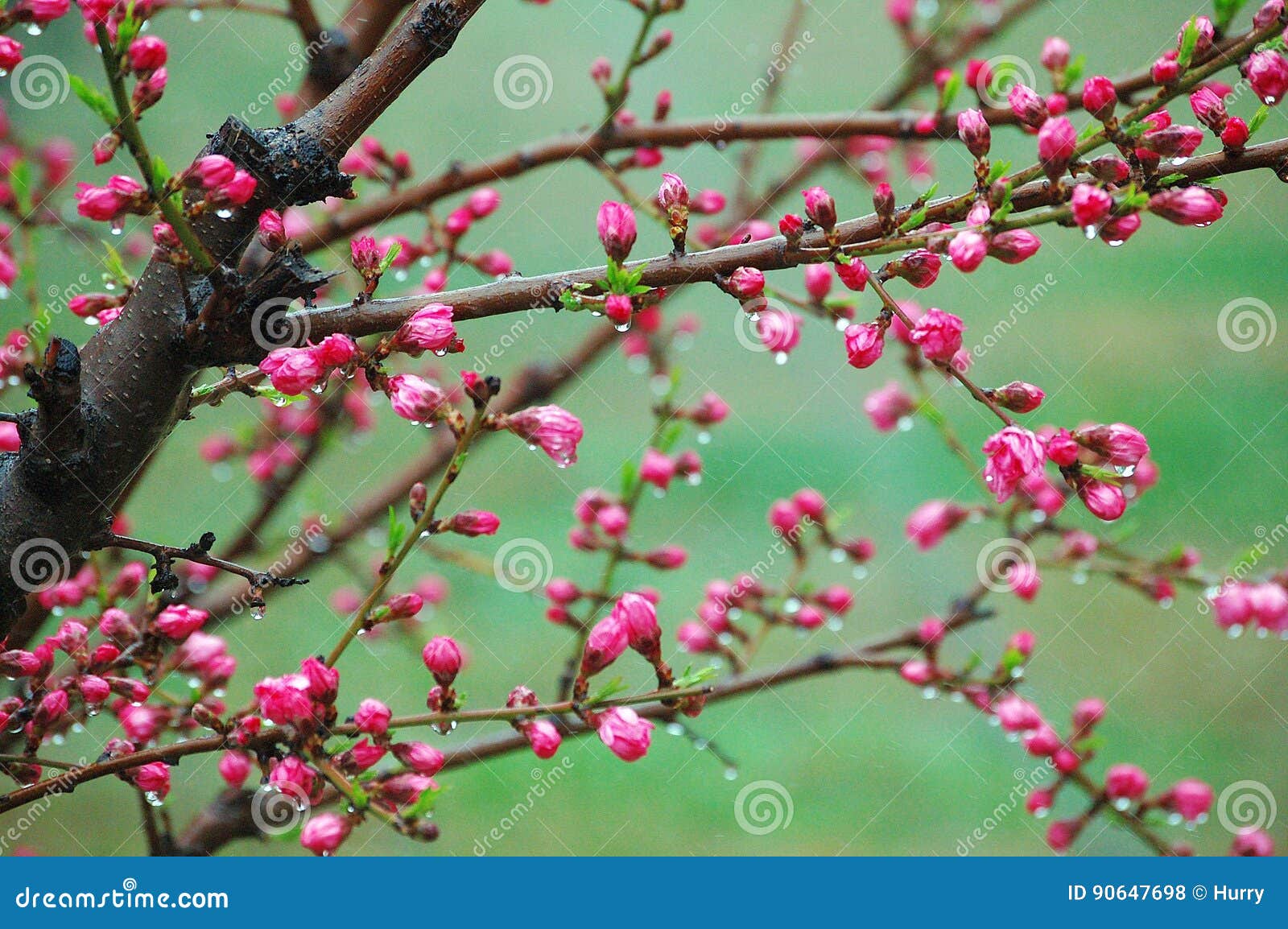 Peach Flower Buds after Rain Stock Photo - Image of botanical, garden ...