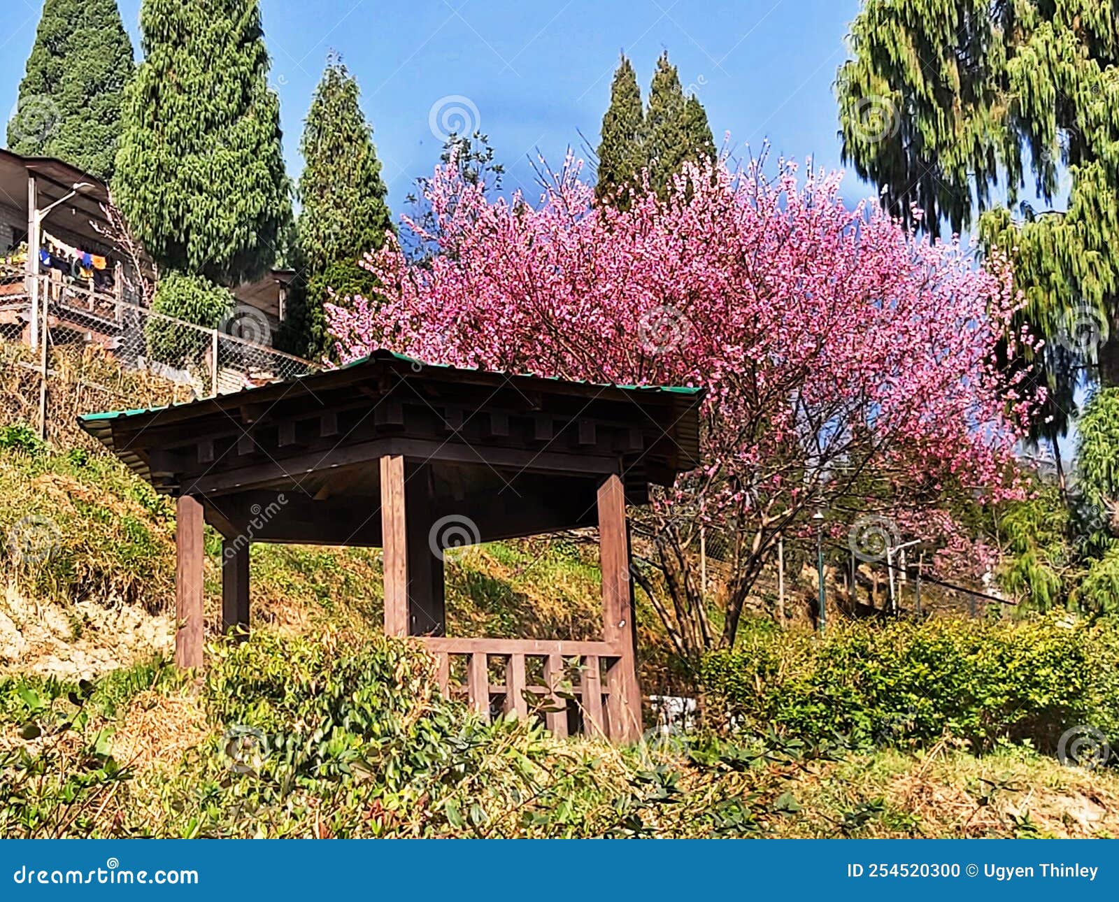 Peach flower with canopy stock photo. Image of plant - 254520300