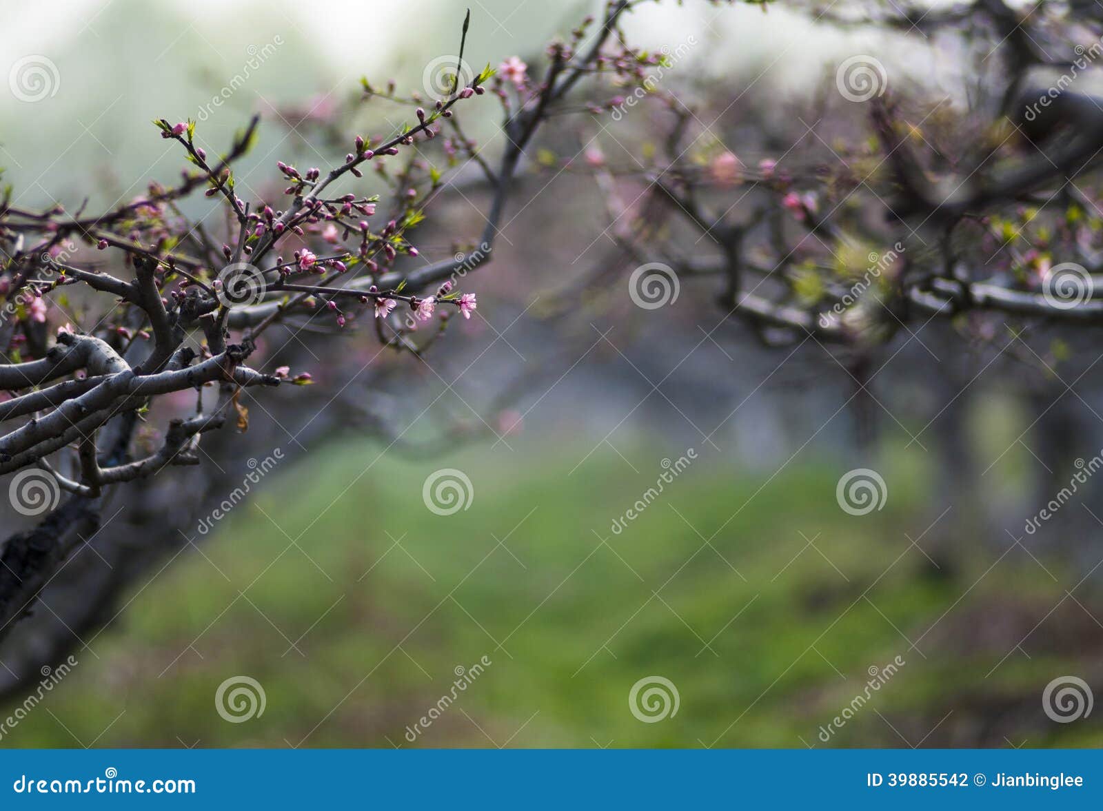 Peach flower forest stock photo. Image of china, grass - 39885542