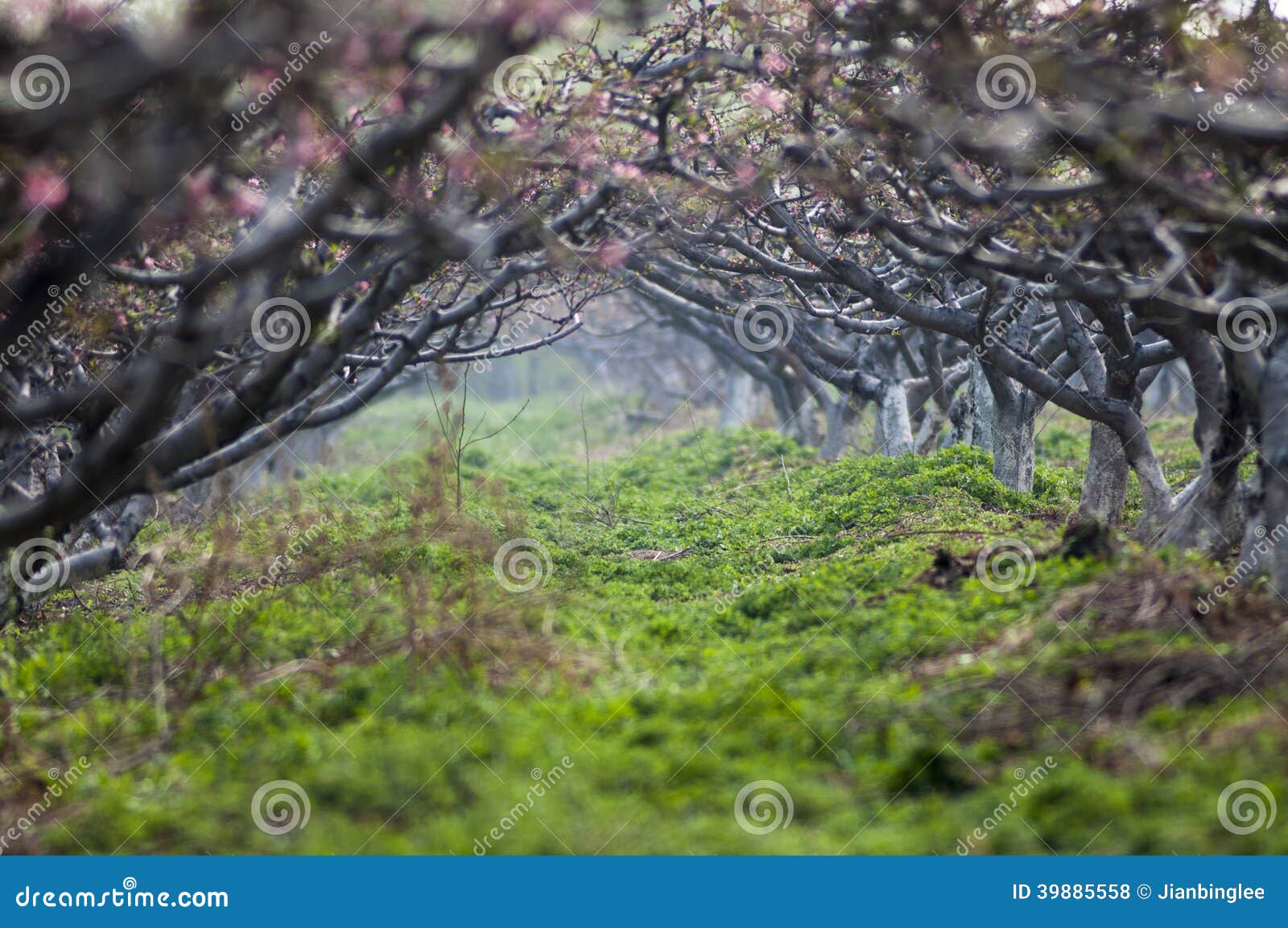 Peach flower forest stock photo. Image of food, vietnam - 39885558