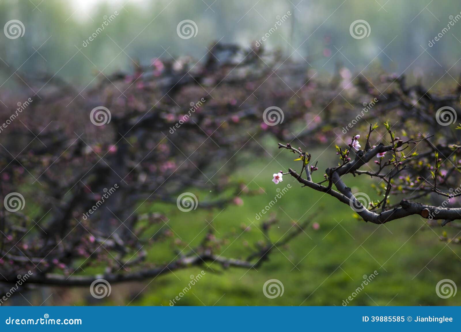 Peach flower forest stock image. Image of bloom, leaf - 39885585