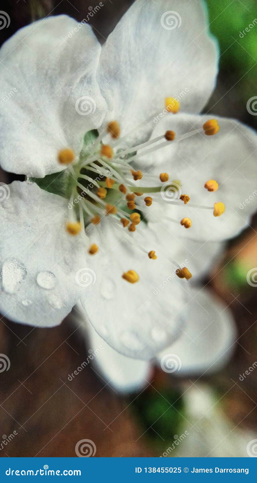 Peach flower stock image. Image of little, peach, white - 138455025