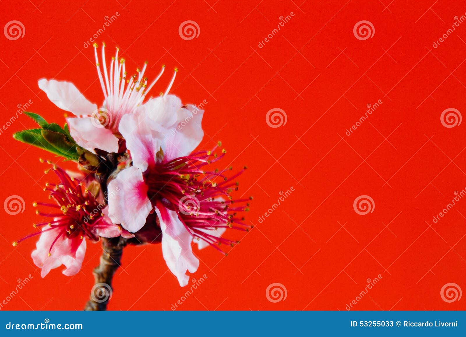 Peach Flower stock image. Image of floral, macro, leaves - 53255033