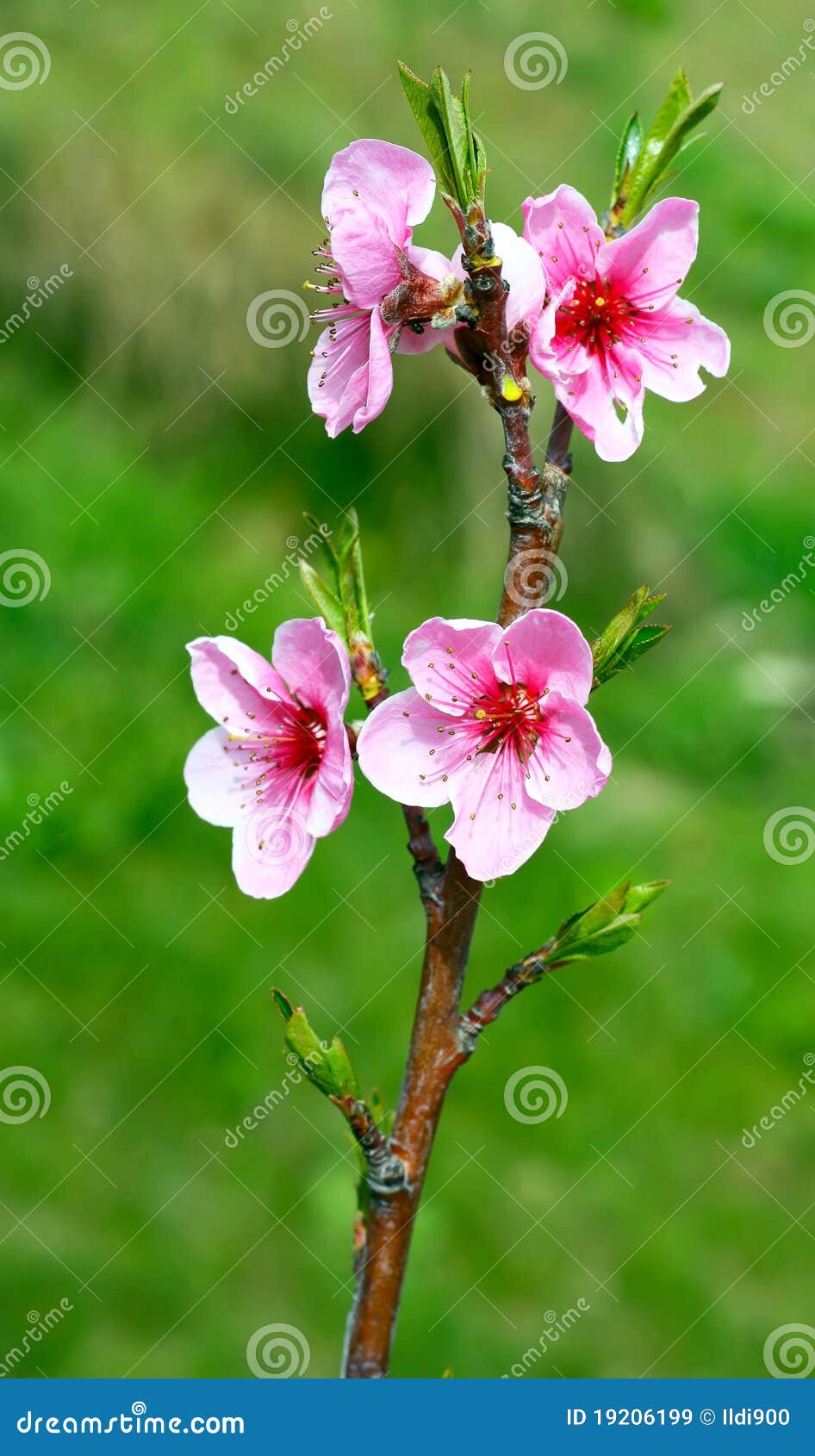 Peach flowering. stock image. Image of blooming, floral - 19206199