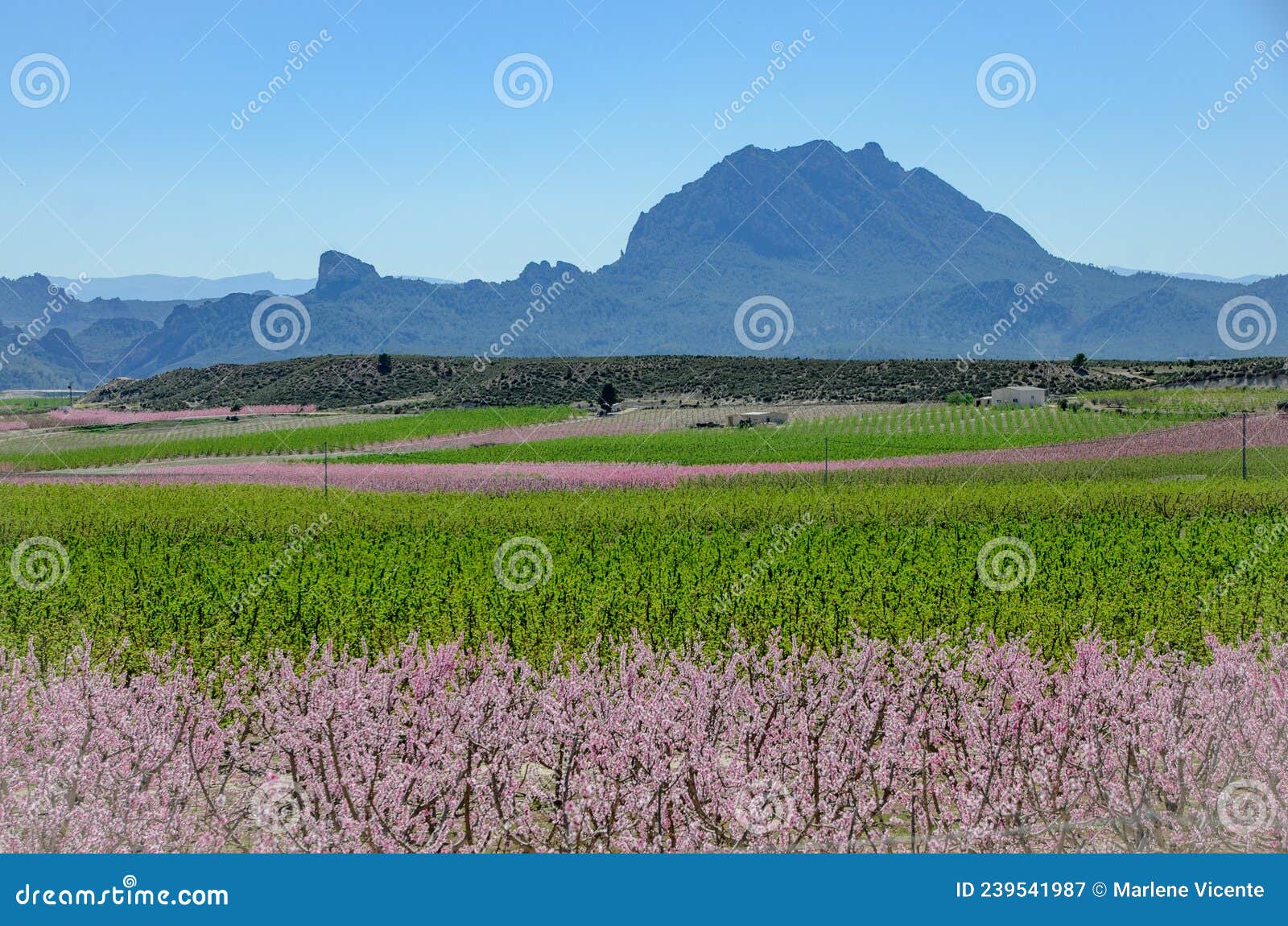 Peach Flowering in Cieza. Murcia Spain Stock Image - Image of leaves ...