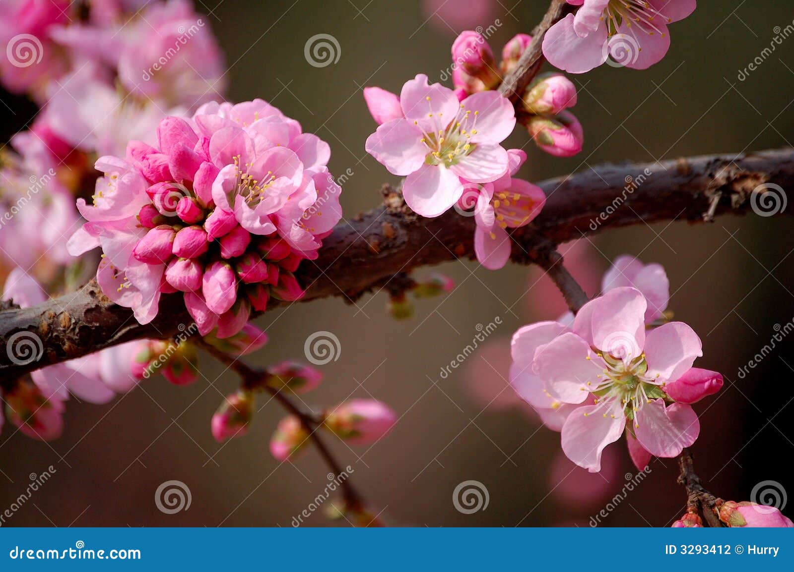 Peach flowers stock photo. Image of grow, beauty, growing - 3293412
