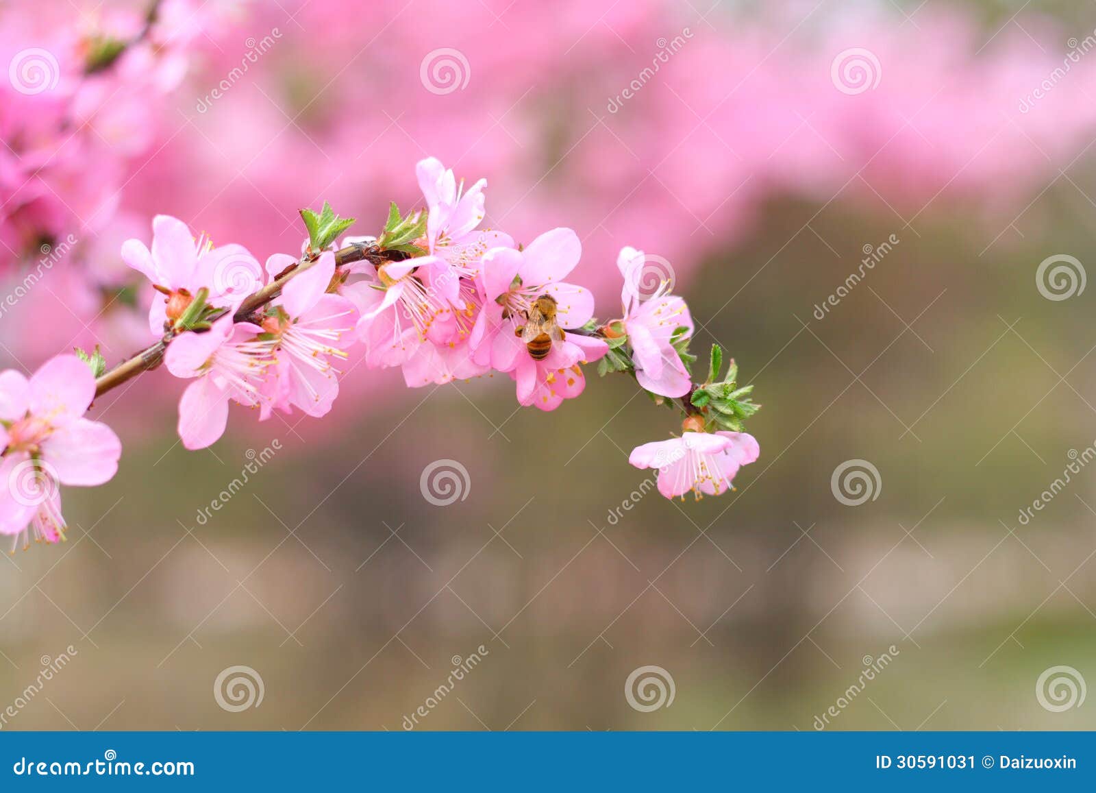 Peach flowers stock image. Image of growing, peachblossom - 30591031