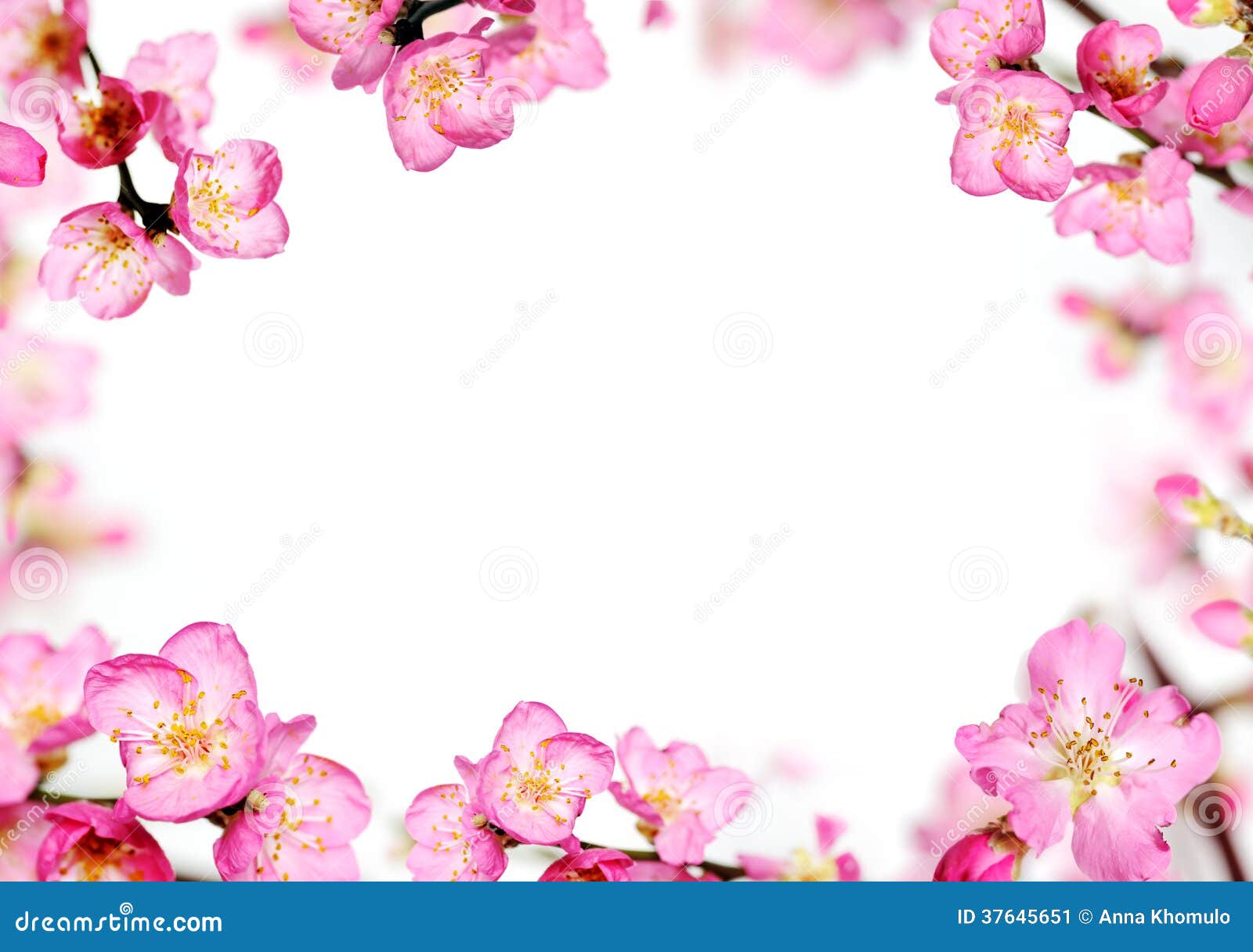 Peach flowers frame stock image. Image of nature, decoration - 37645651