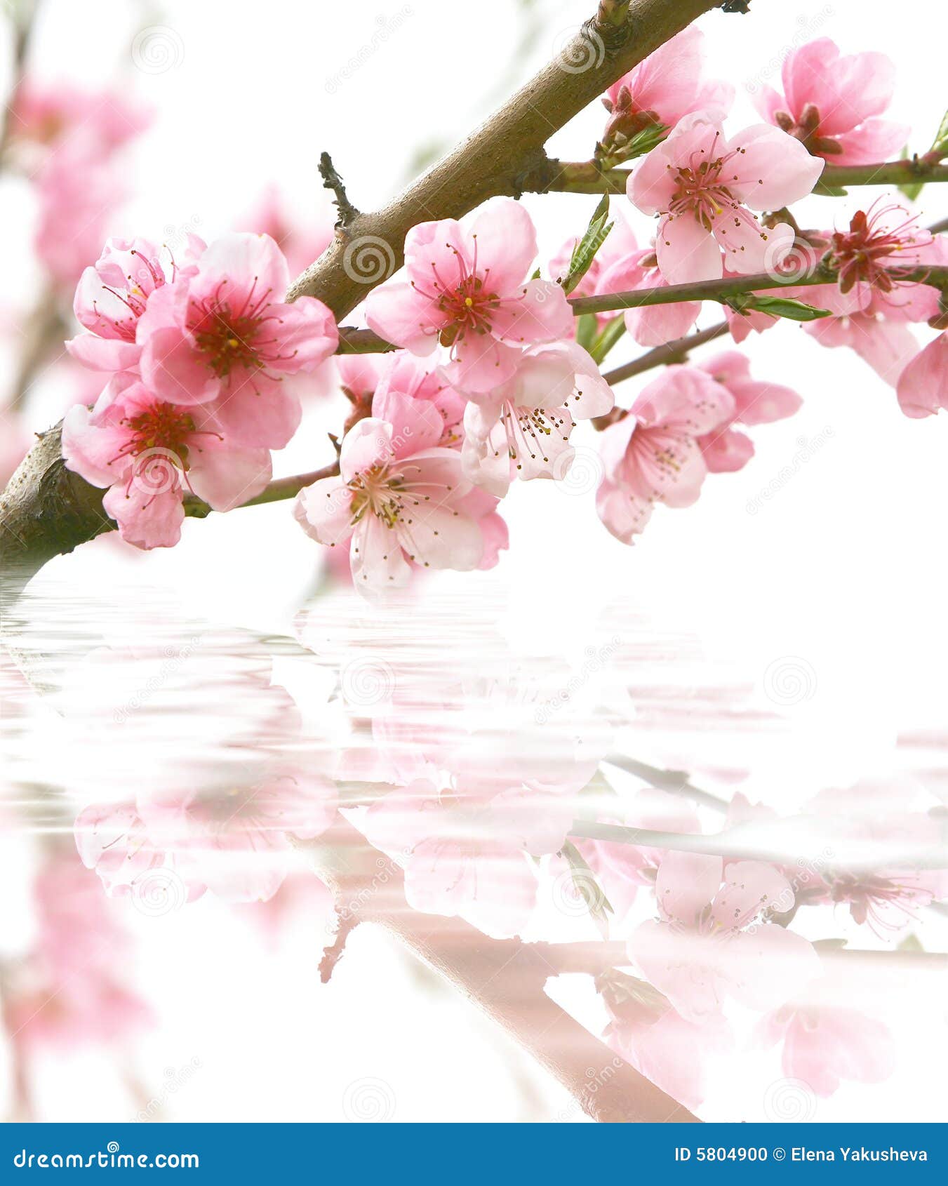 Peach Flowers Wallpaper