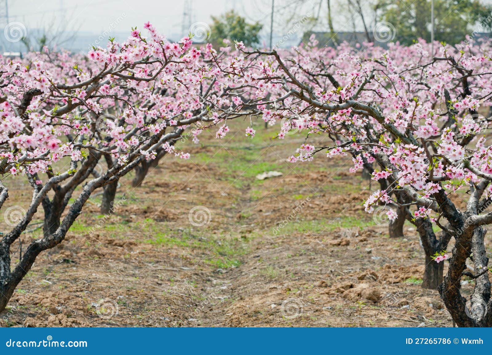 Peach forest stock photo. Image of road, tree, soil, mountain - 27265786