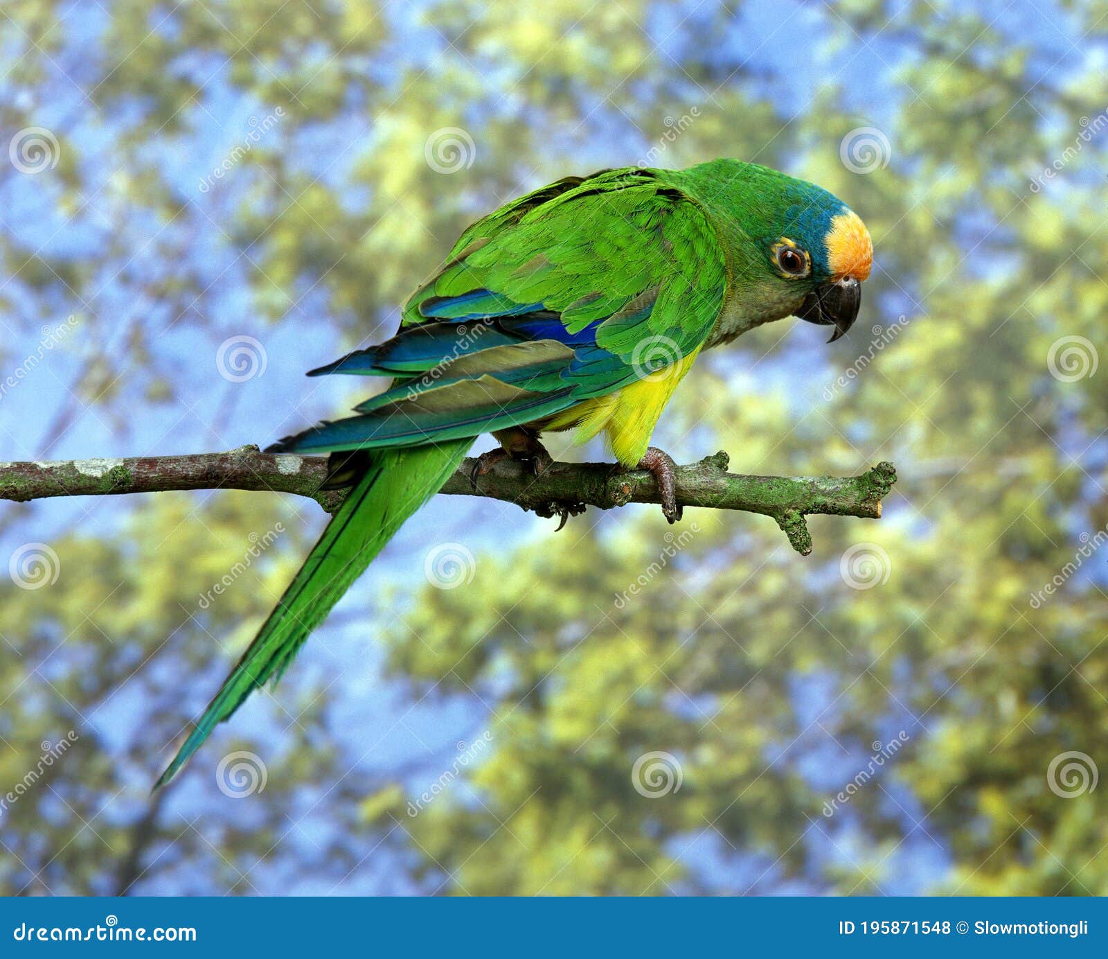 Peach Fronted Parakeet, Aratinga Aurea, Adult Standing on Branch Stock ...