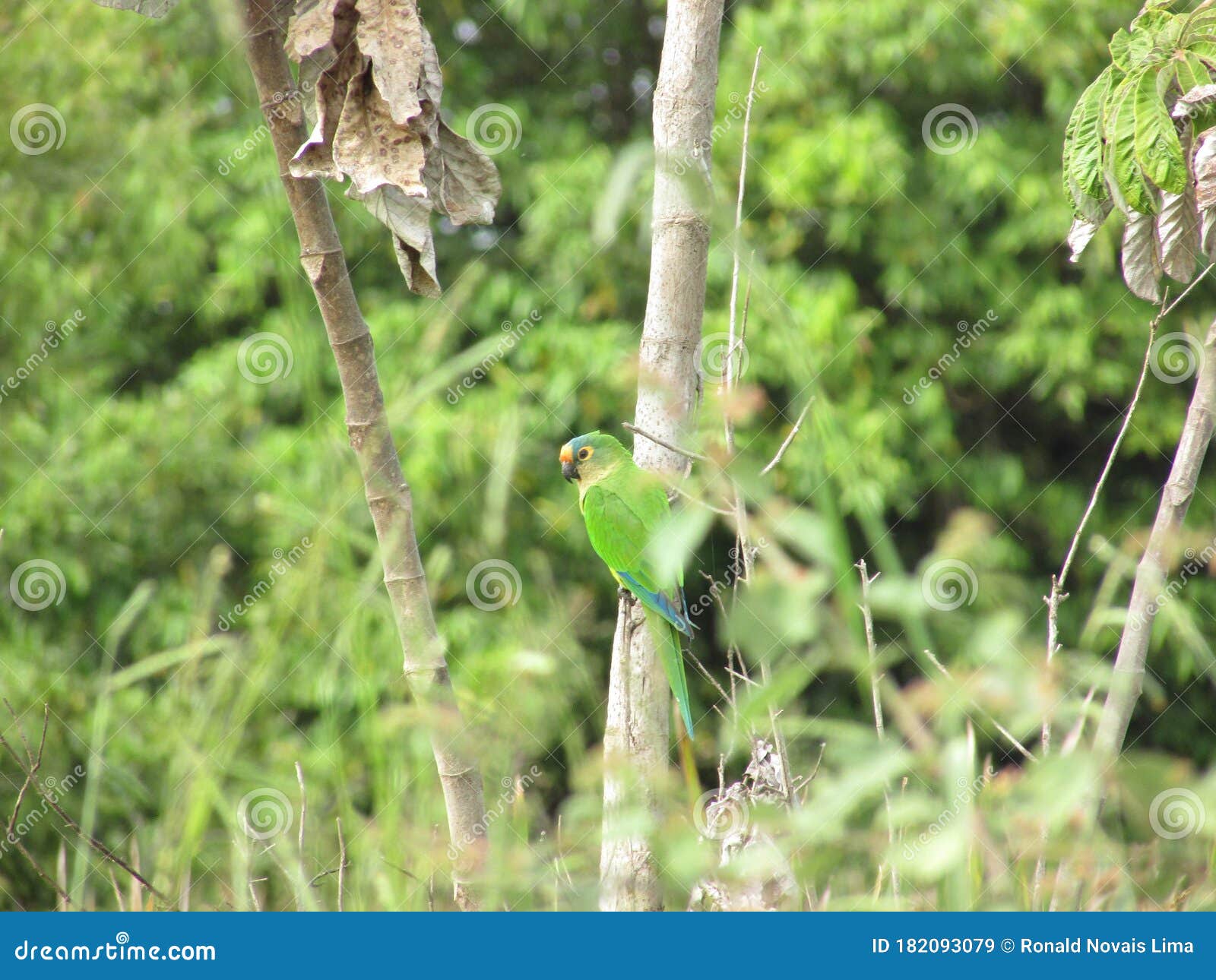 A Peach-fronted Parakeet Bird Stock Image - Image of america, animal ...