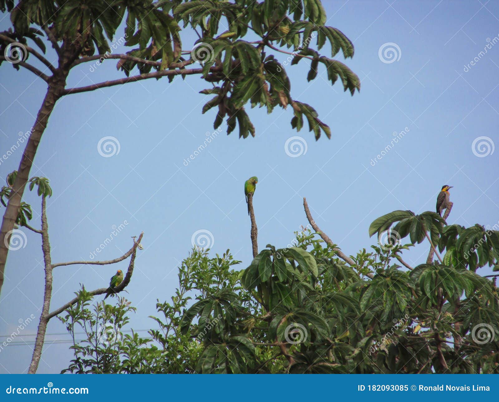 Peach-fronted Parakeet Bird Stock Image - Image of habitats, america ...