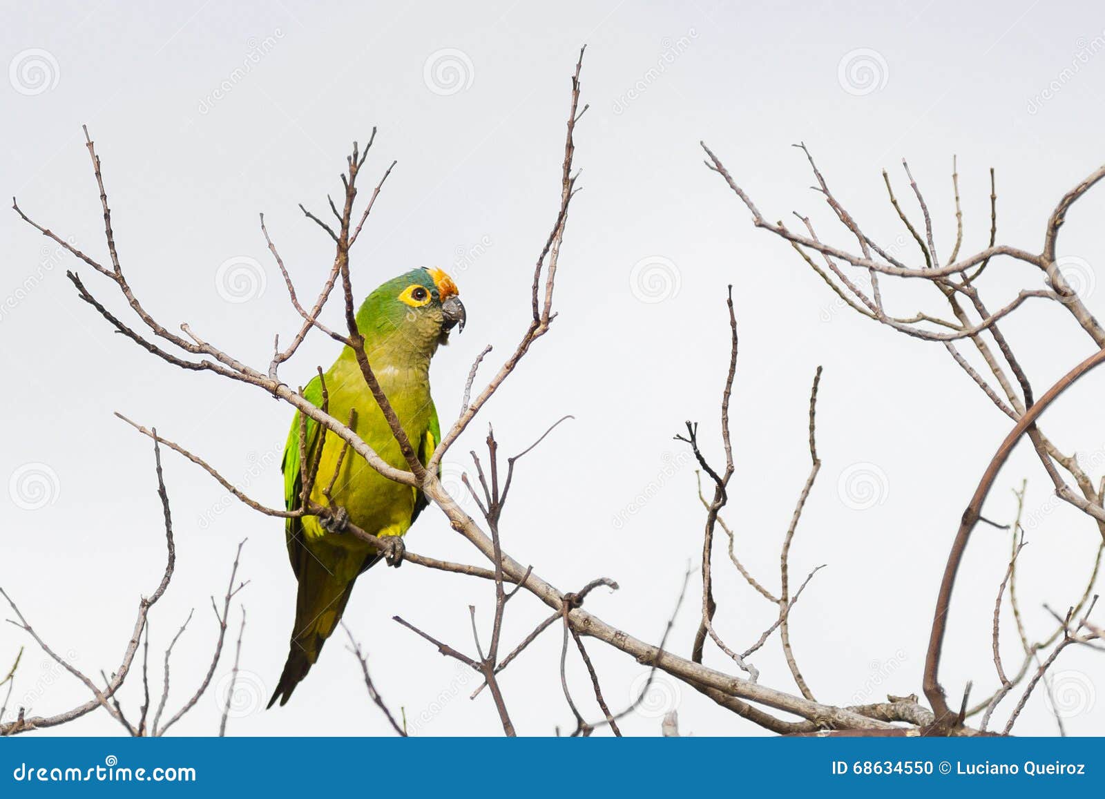 Peach-fronted Parakeet (Eupsittula Aurea) Stock Photo - Image of ...