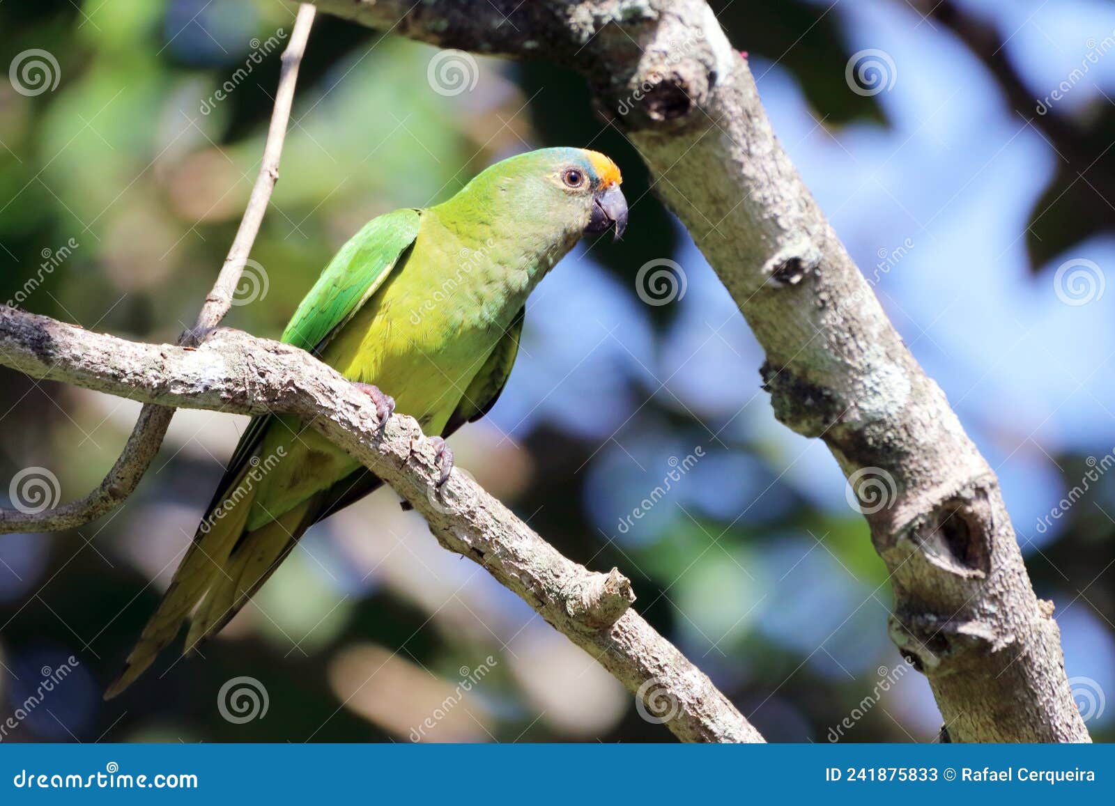 Peach-fronted Parakeet Eupsittula Aurea, Isolated on a Tree Stock Image ...