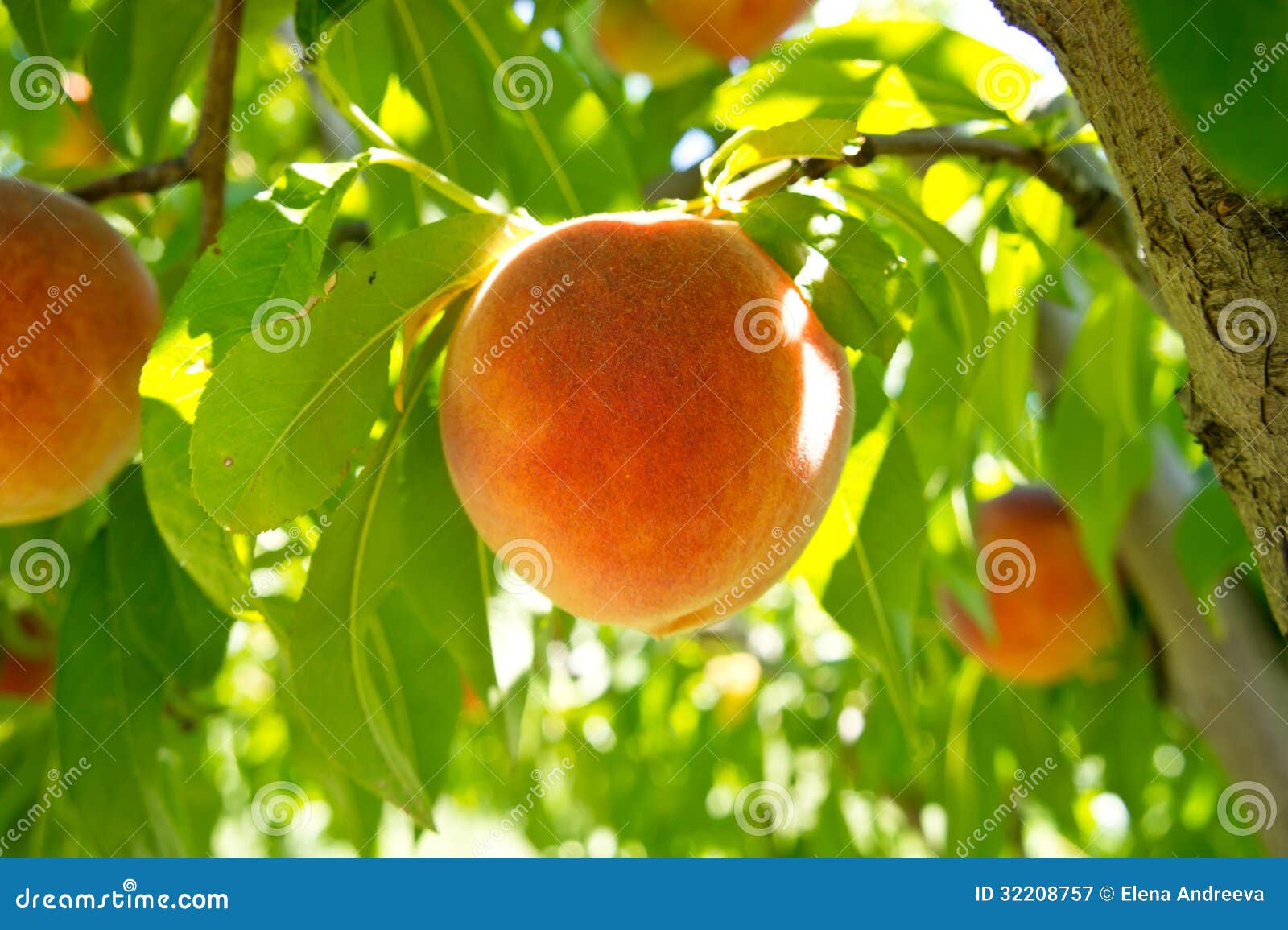 Peach Fruit Closeup on a Branch of Tree Stock Image - Image of ripe ...