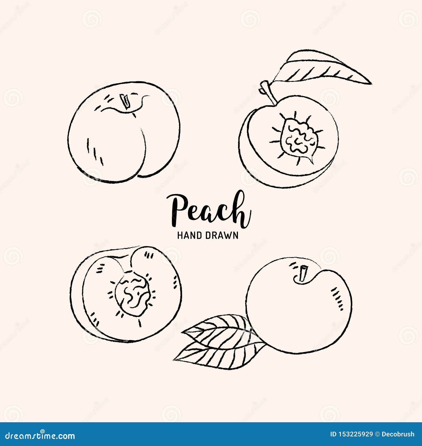 Peach Fruit Drawing, Peach Fruit Cut in Half with Bone. Sketch of ...