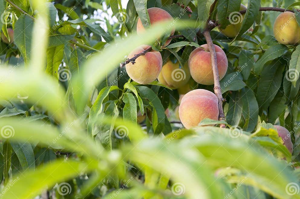 Peach fruit in the garden stock image. Image of hanging - 95967371