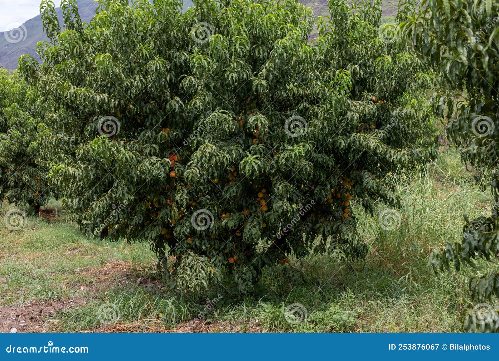 Peach Fruit Tree with Beautiful Peaches Stock Image - Image of farming ...